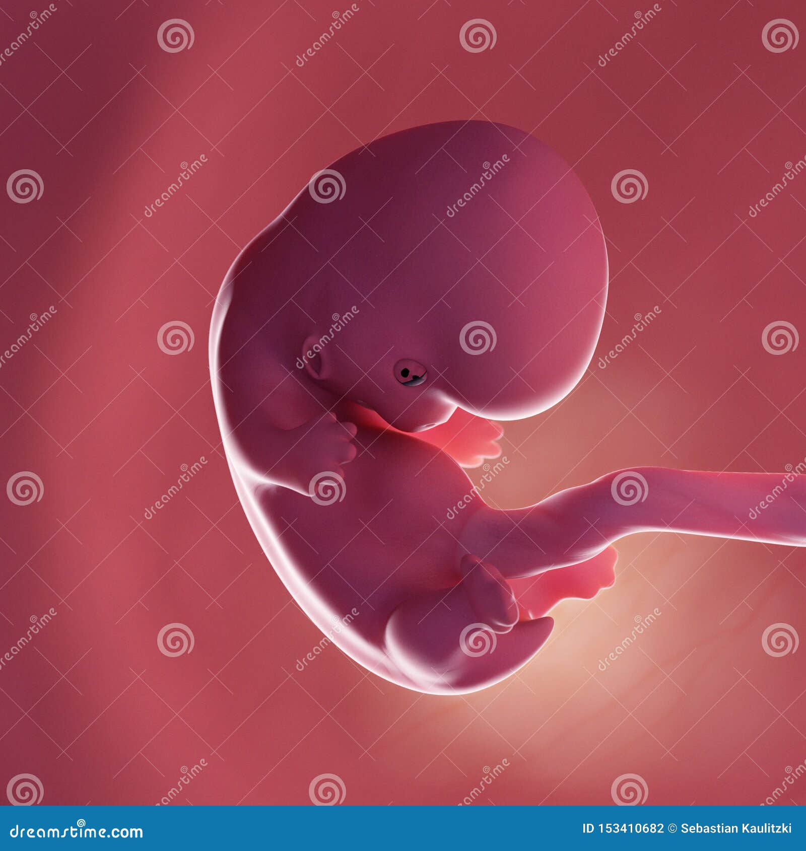 A human fetus - week 8 stock illustration. Illustration of display ...