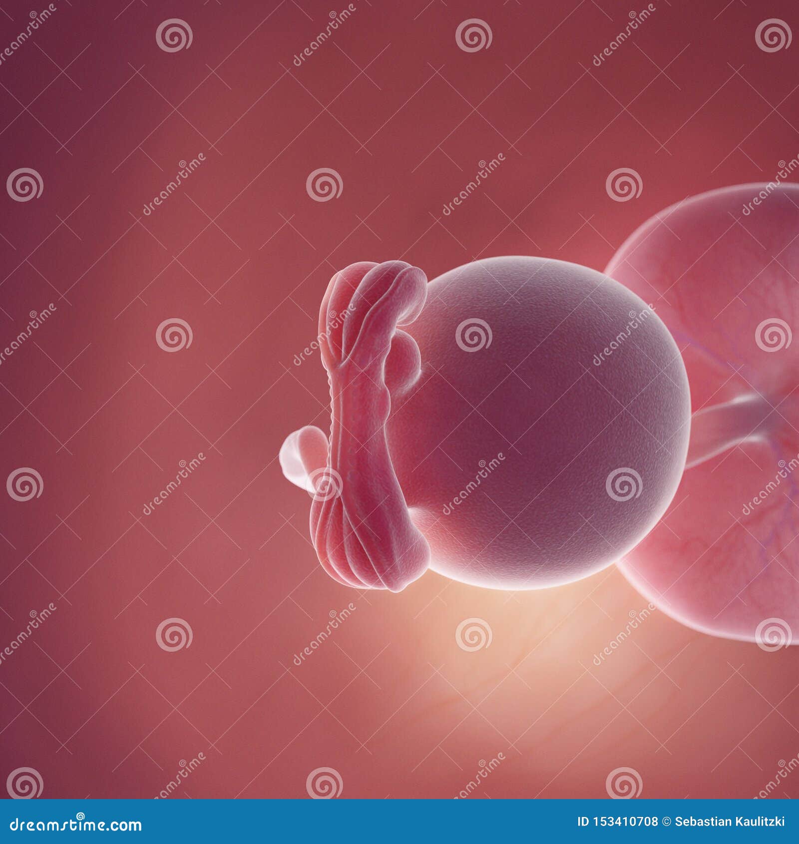 A human fetus - week 5 stock illustration. Illustration of medically ...