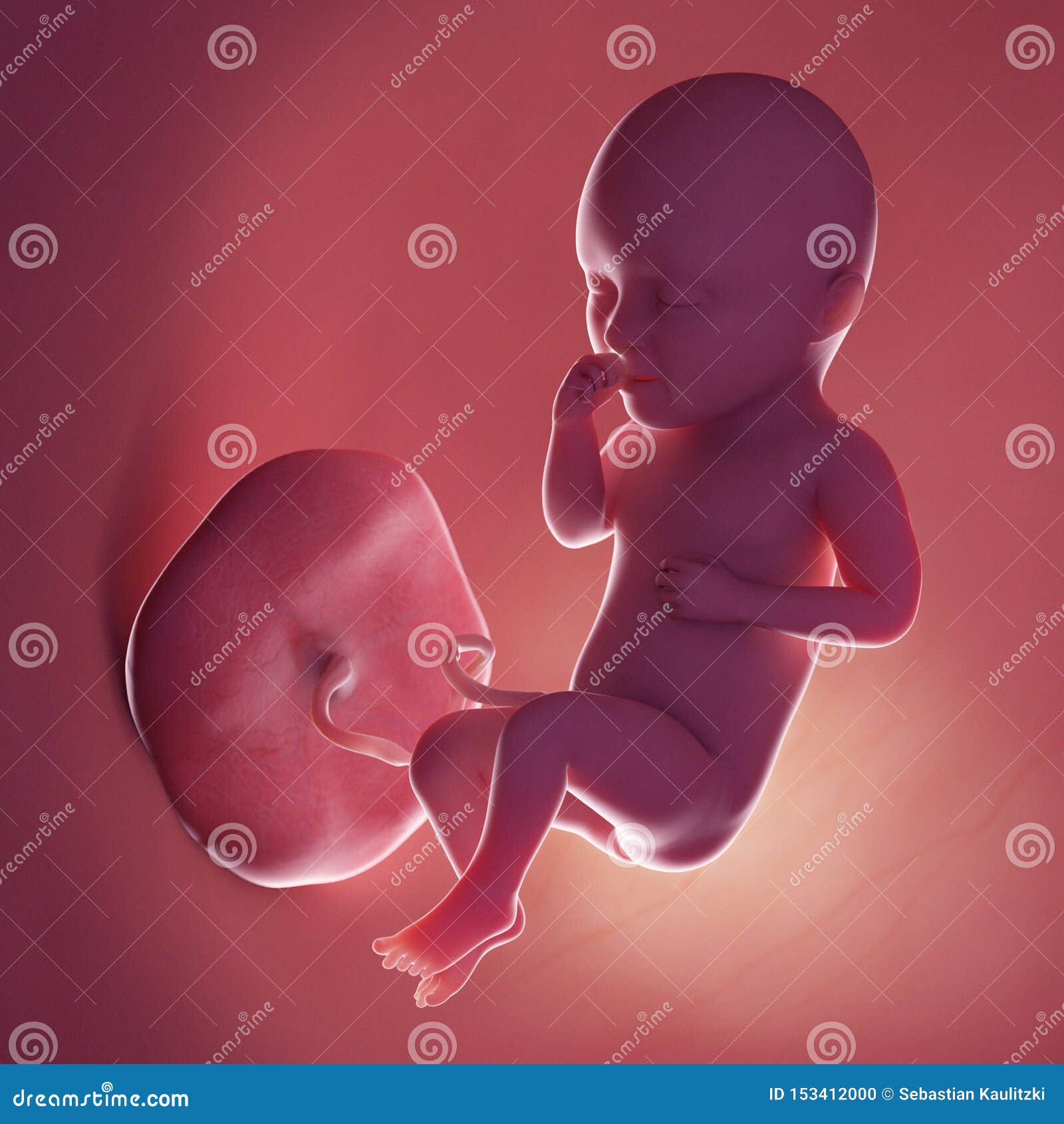 A human fetus - week 34 stock illustration. Illustration of medical ...