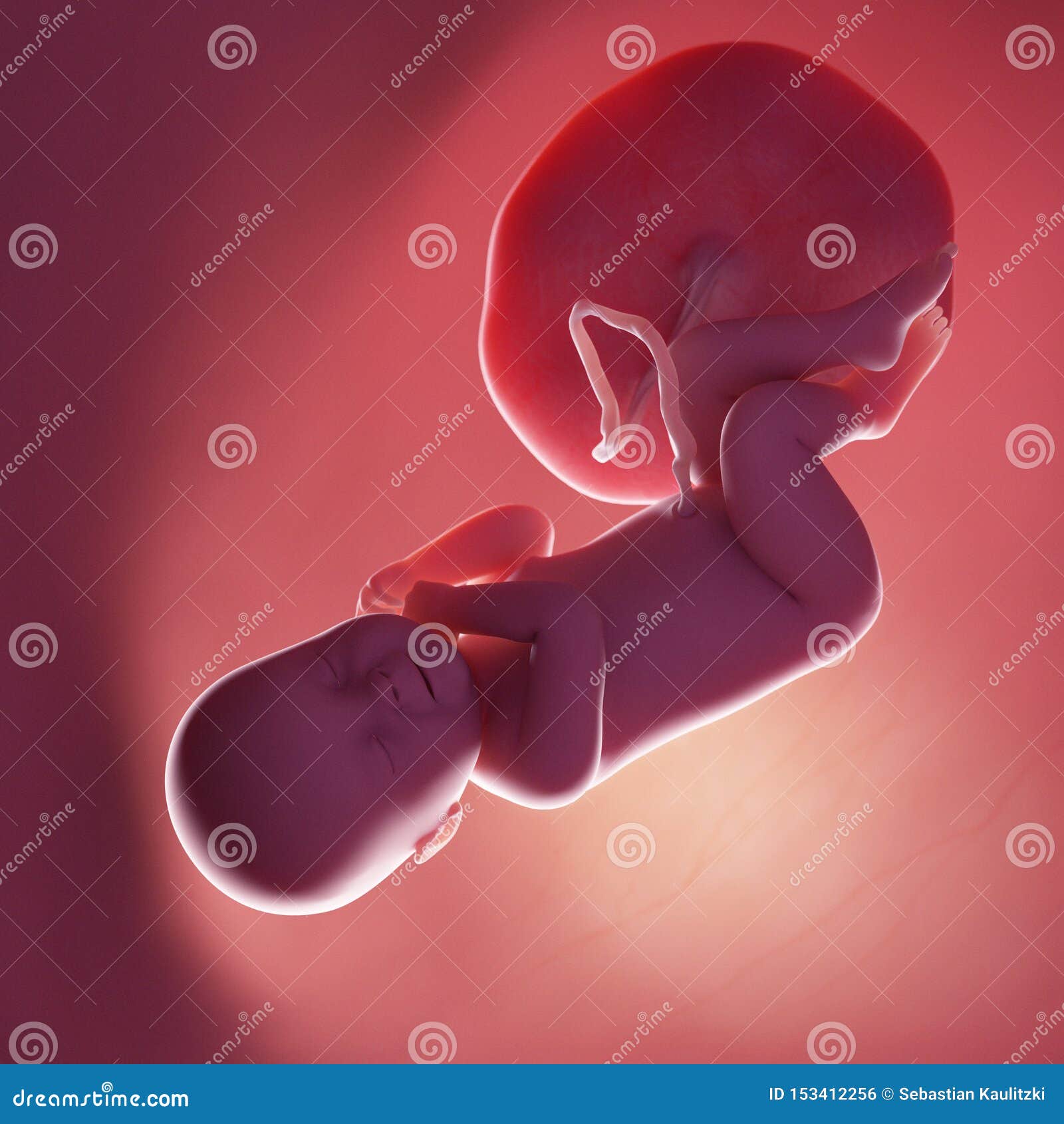 A human fetus - week 40 stock illustration. Illustration of pregnant ...