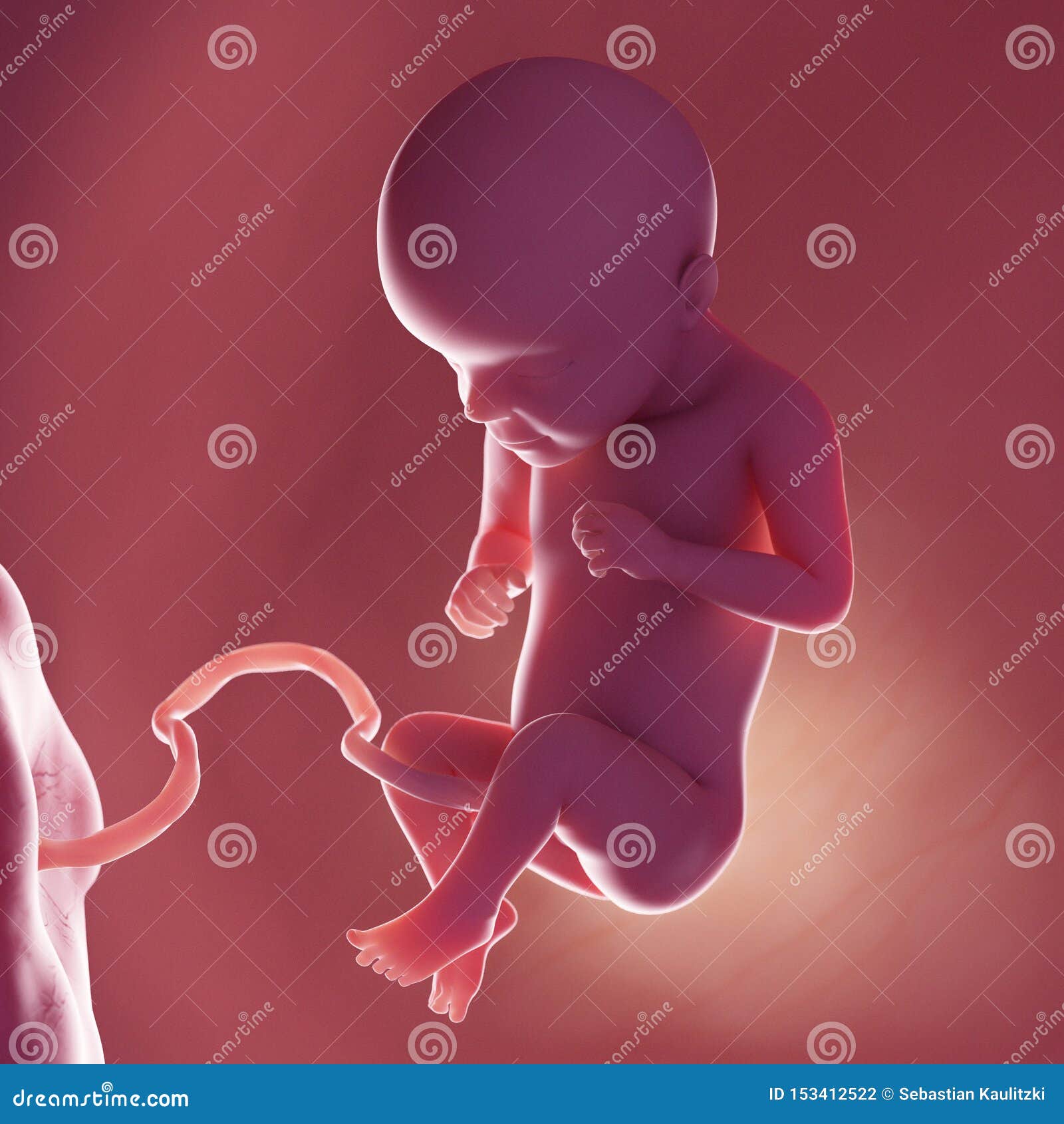 A human fetus - week 29 stock illustration. Illustration of pregnant ...