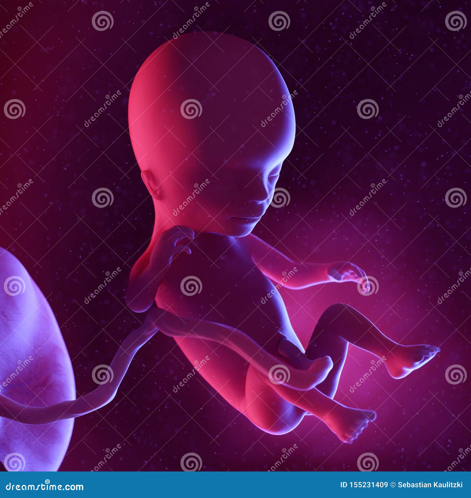 A human fetus - week 14 stock illustration. Illustration of human ...