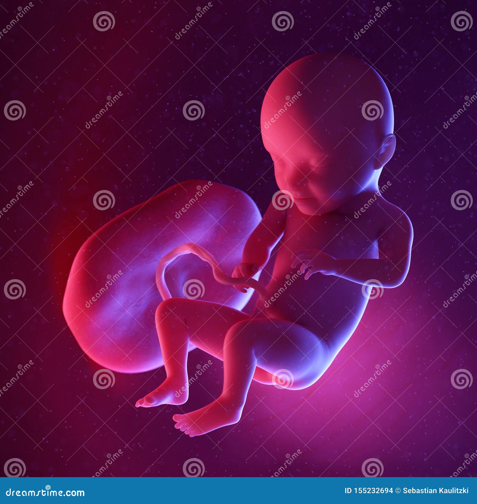 A human fetus - week 31 stock illustration. Illustration of medical ...