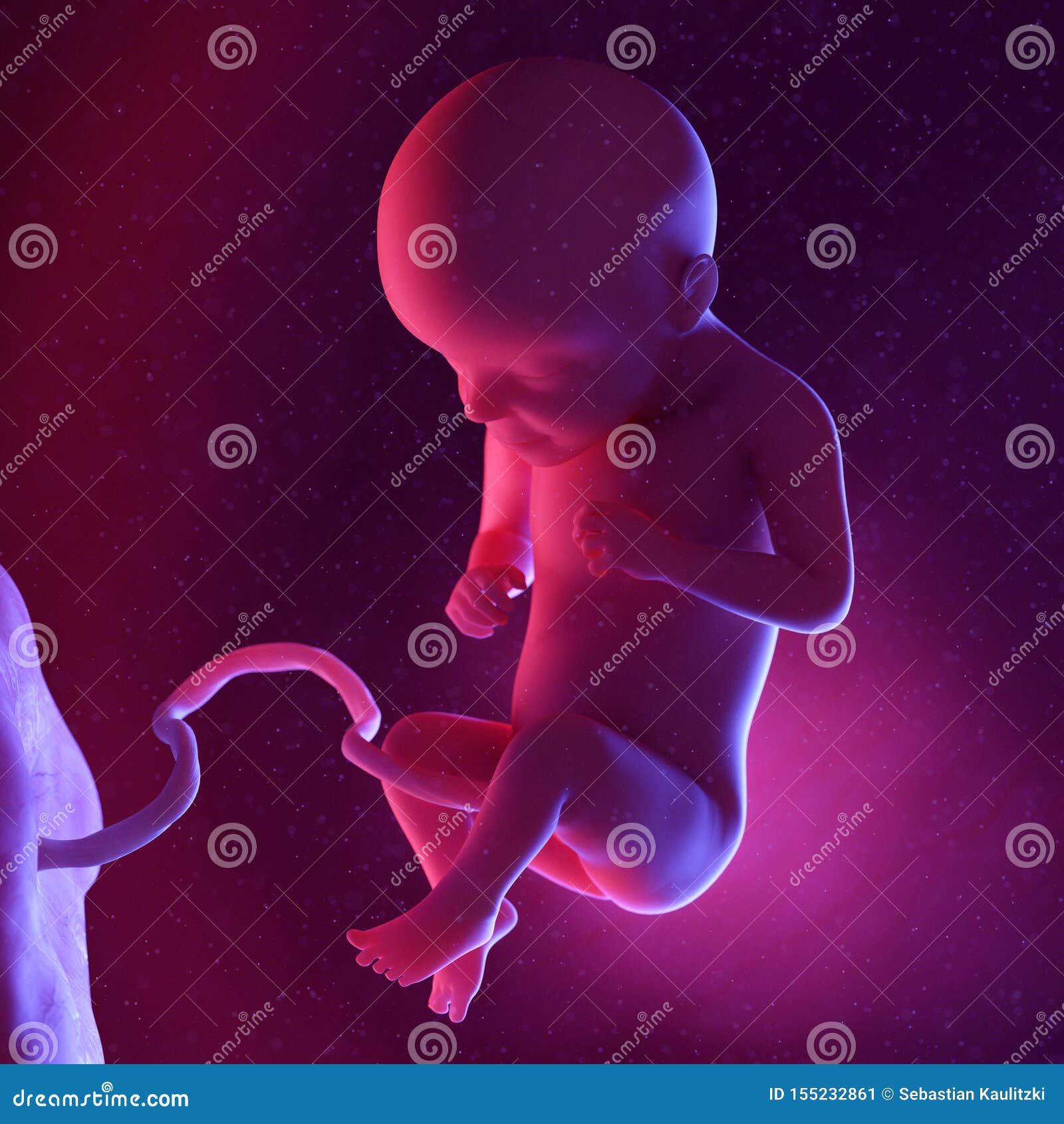 A human fetus - week 29 stock illustration. Illustration of newborn ...