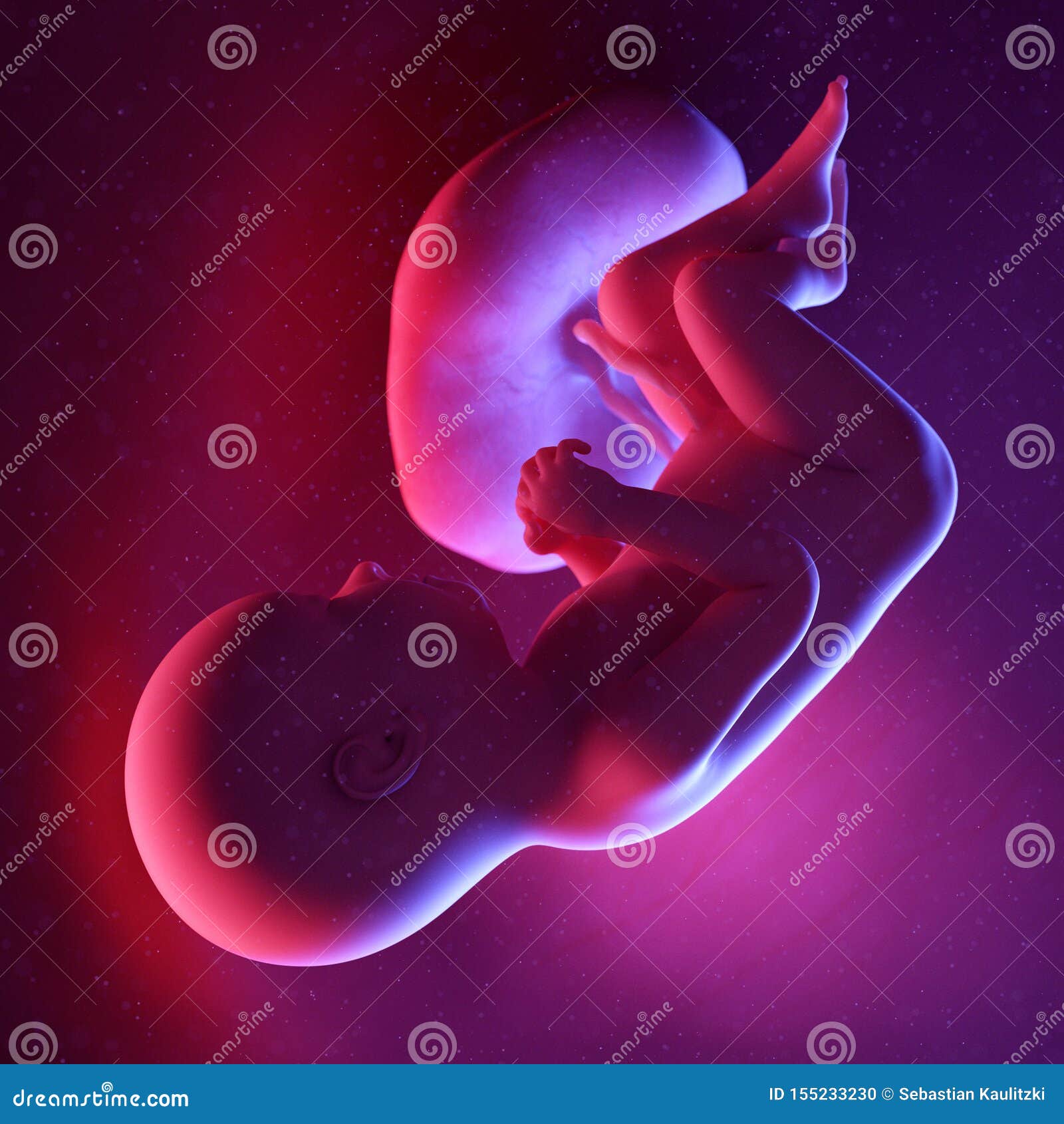 A human fetus - week 37 stock illustration. Illustration of pregnancy ...