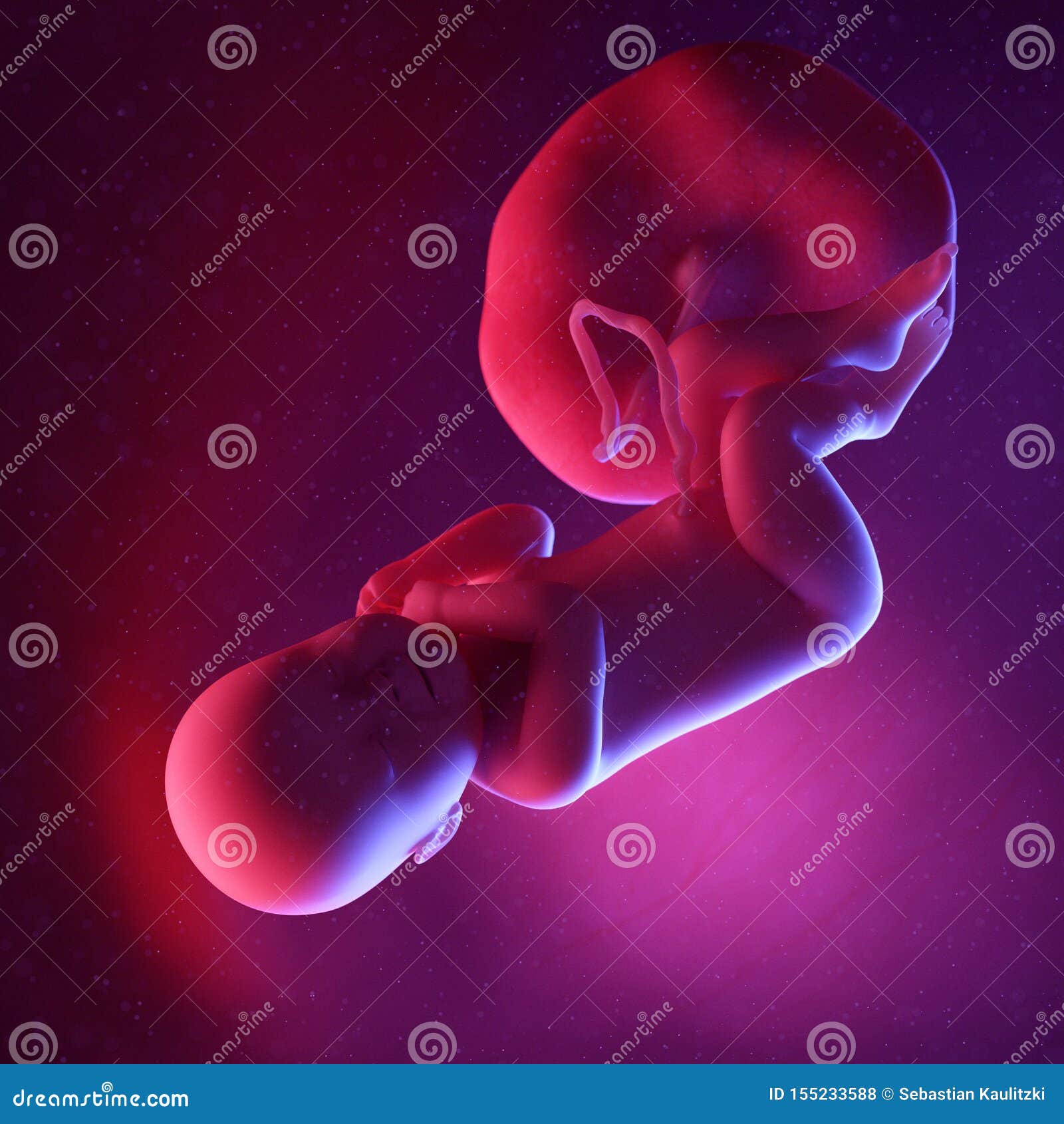 A human fetus - week 40 stock illustration. Illustration of healthy ...