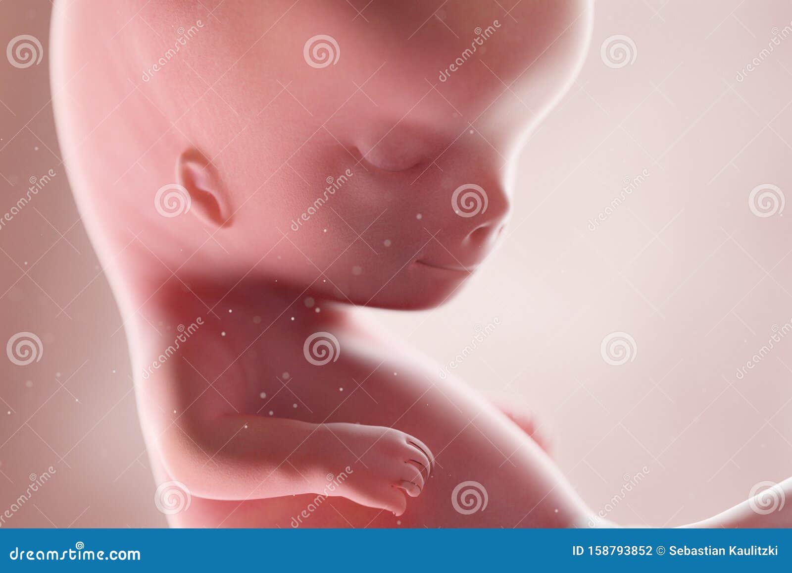 A human fetus - week 10 stock illustration. Illustration of pregnant ...