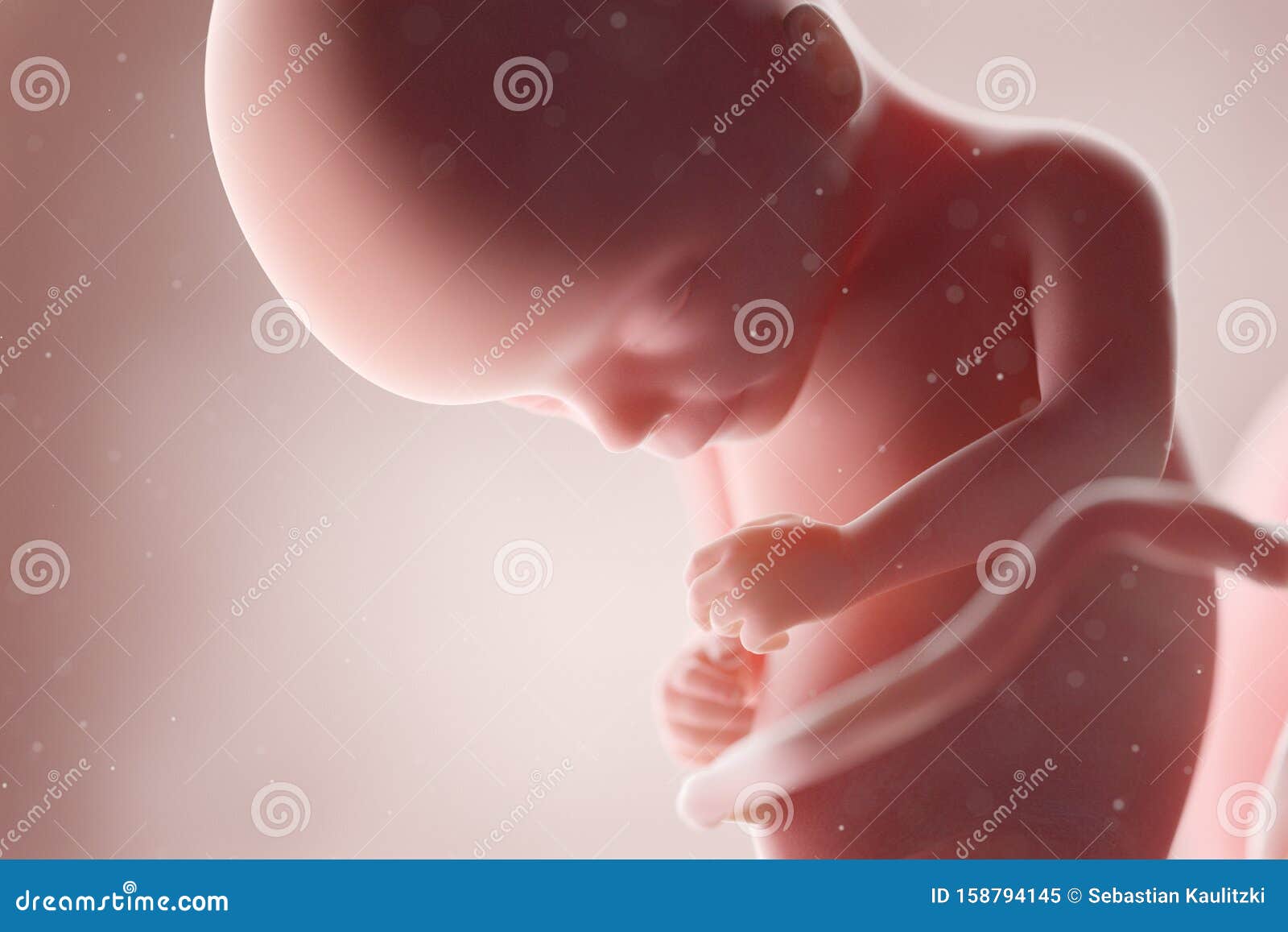 A human fetus - week 17 stock illustration. Illustration of anatomy ...
