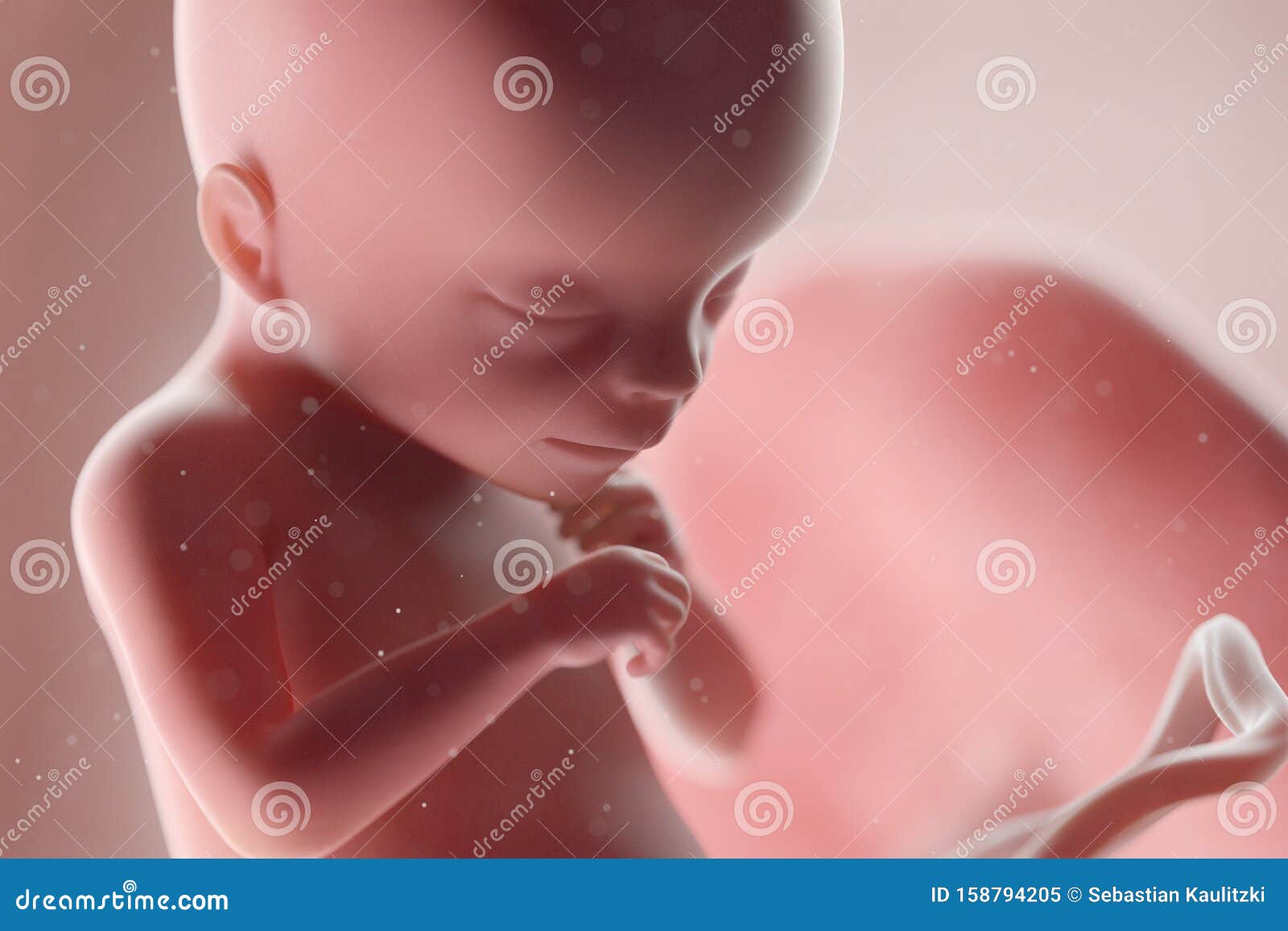 A human fetus - week 18 stock illustration. Illustration of life ...