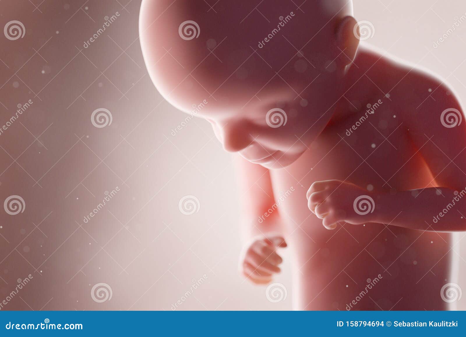A human fetus - week 29 stock illustration. Illustration of pregnant ...