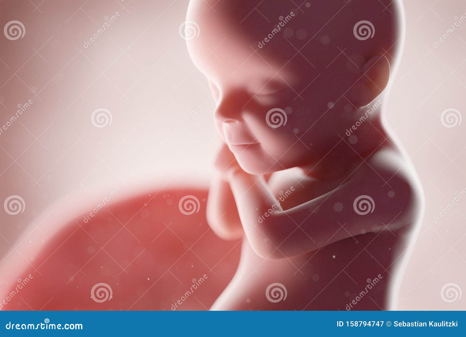 A human fetus - week 30 stock illustration. Illustration of medically ...