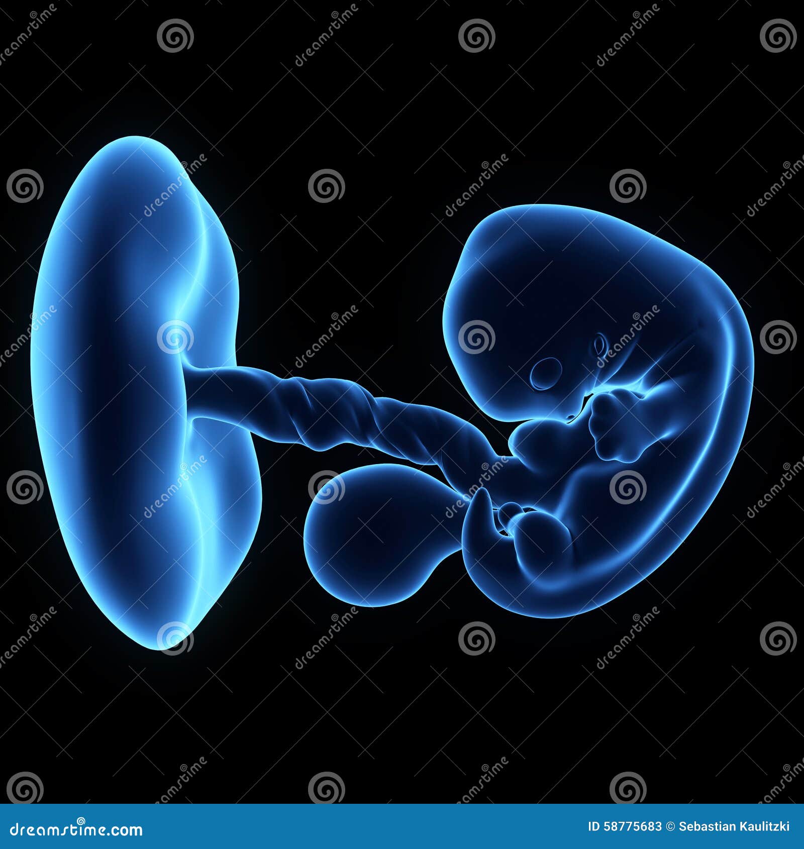 Human fetus week 7 stock illustration. Illustration of body - 58775683
