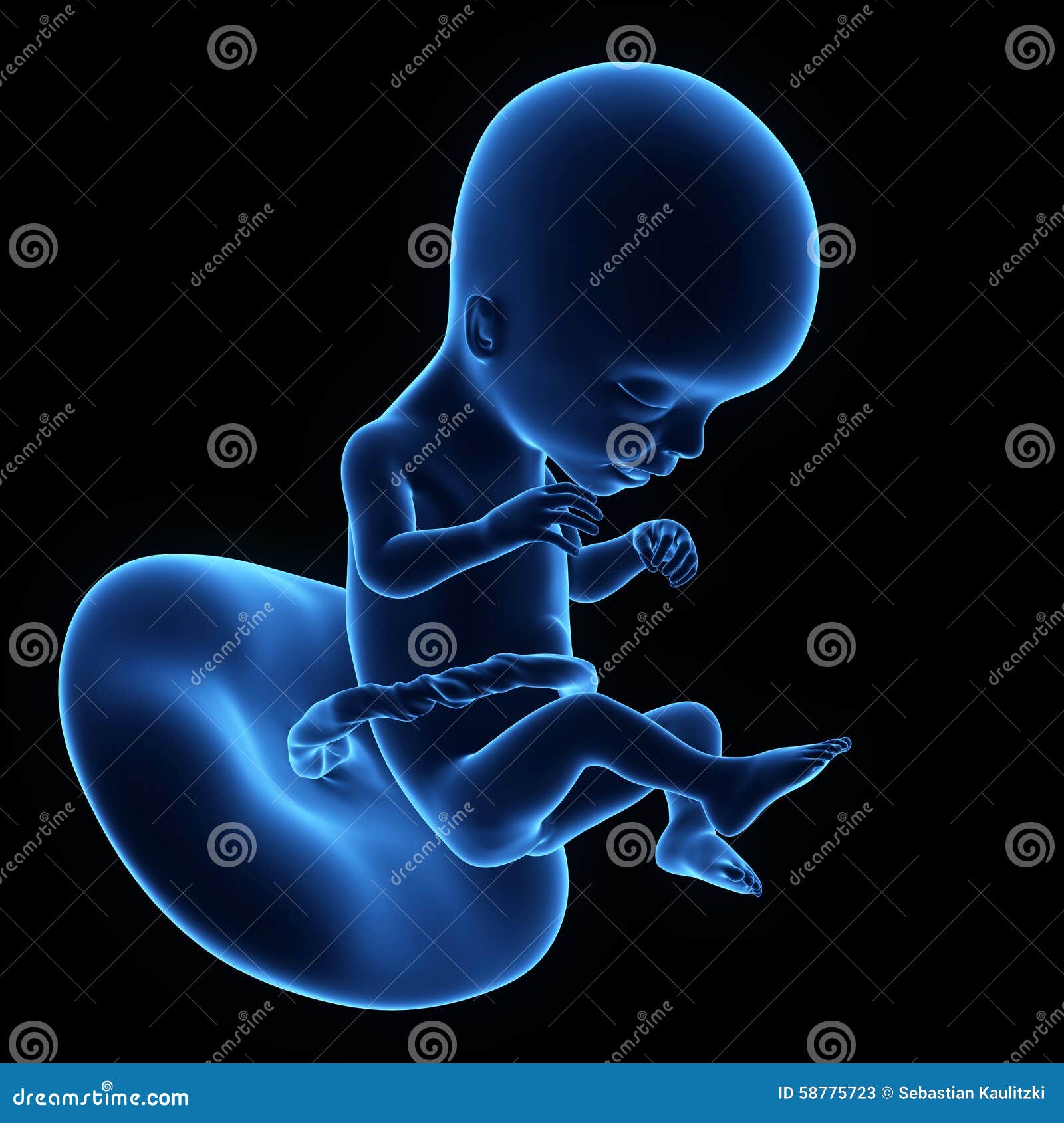 Human fetus week 17 stock illustration. Illustration of pregnant - 58775723