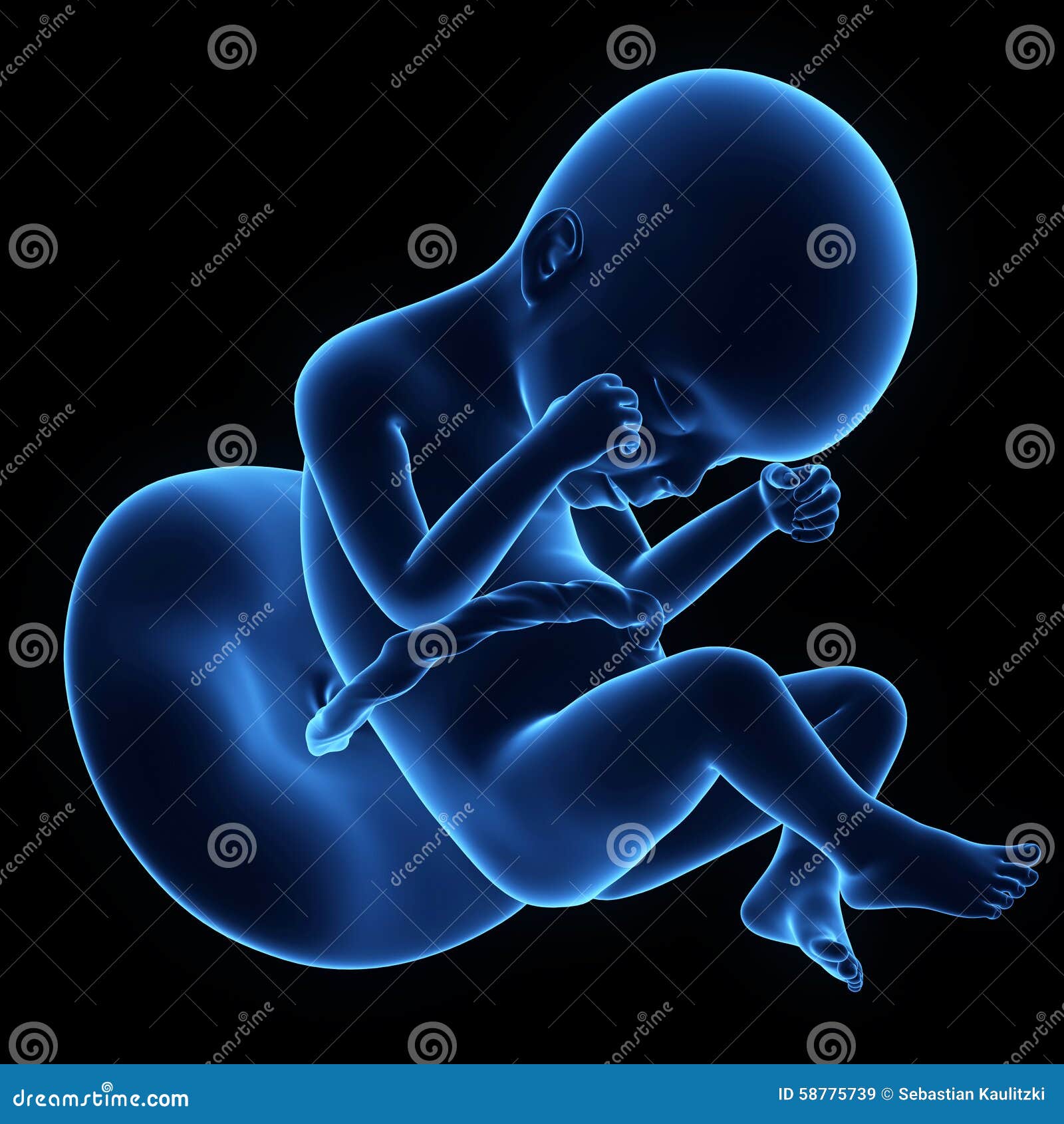 Human fetus week 24 stock illustration. Illustration of embryo - 58775739