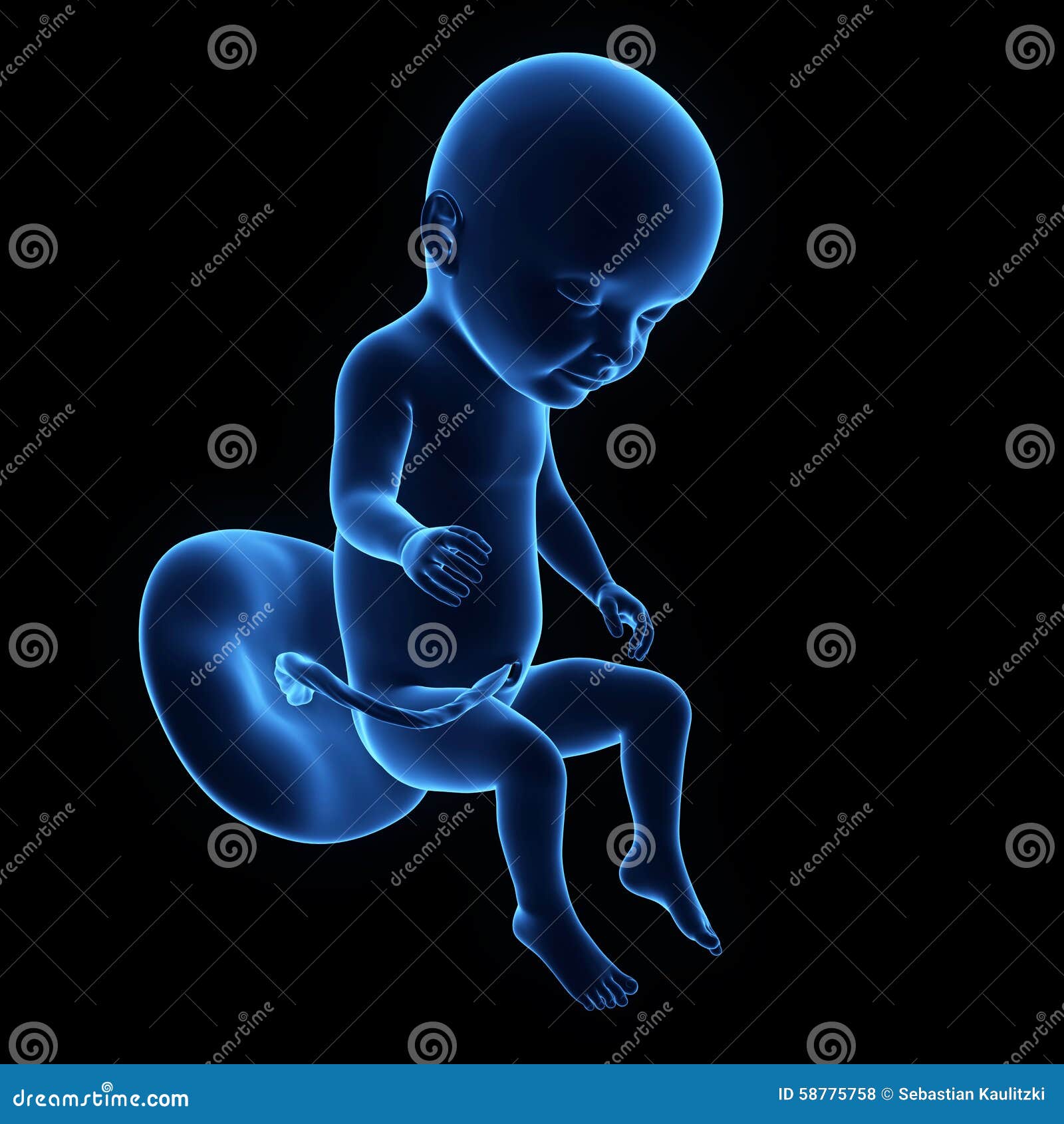 Human fetus week 31 stock illustration. Illustration of baby - 58775758