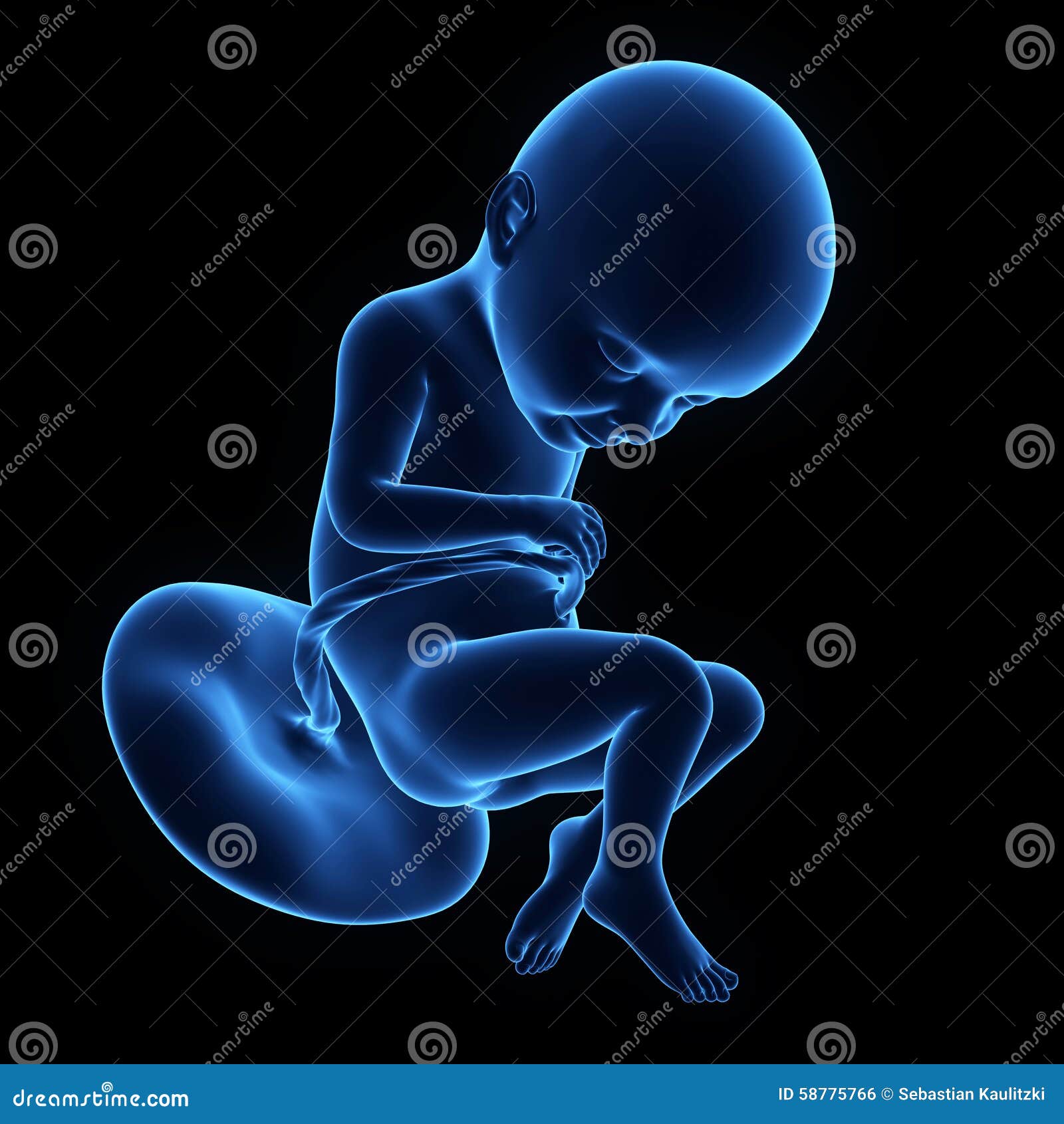Human fetus week 32 stock illustration. Illustration of embryogenesis ...