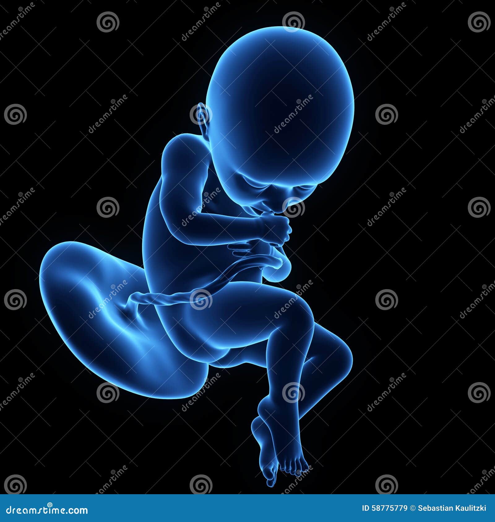 Human fetus week 36 stock illustration. Illustration of unborn - 58775779