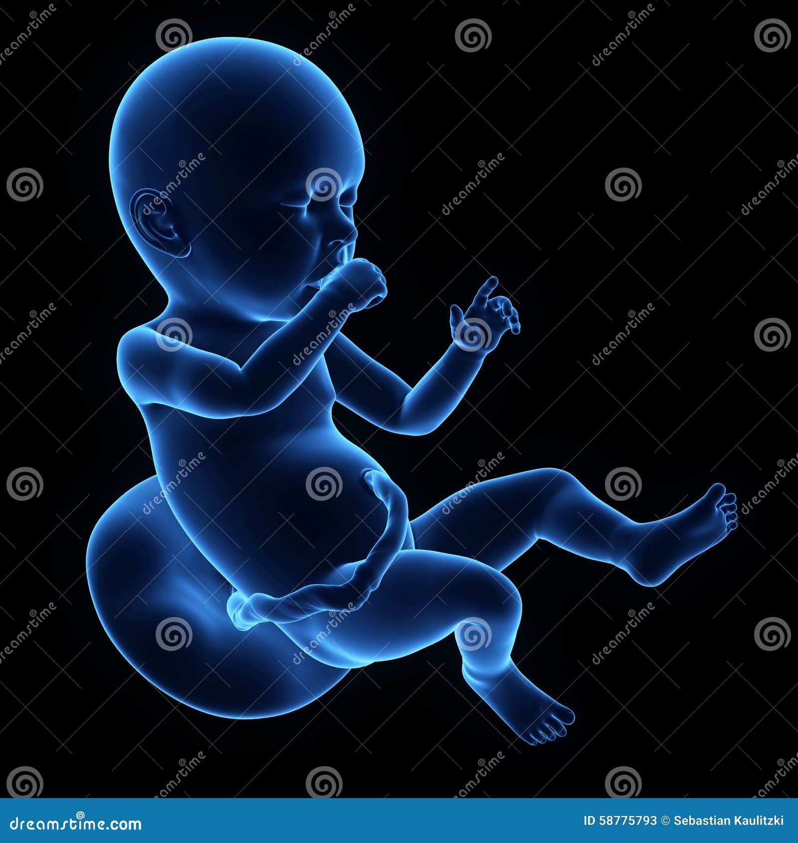 Human fetus week 40 stock illustration. Illustration of science - 58775793