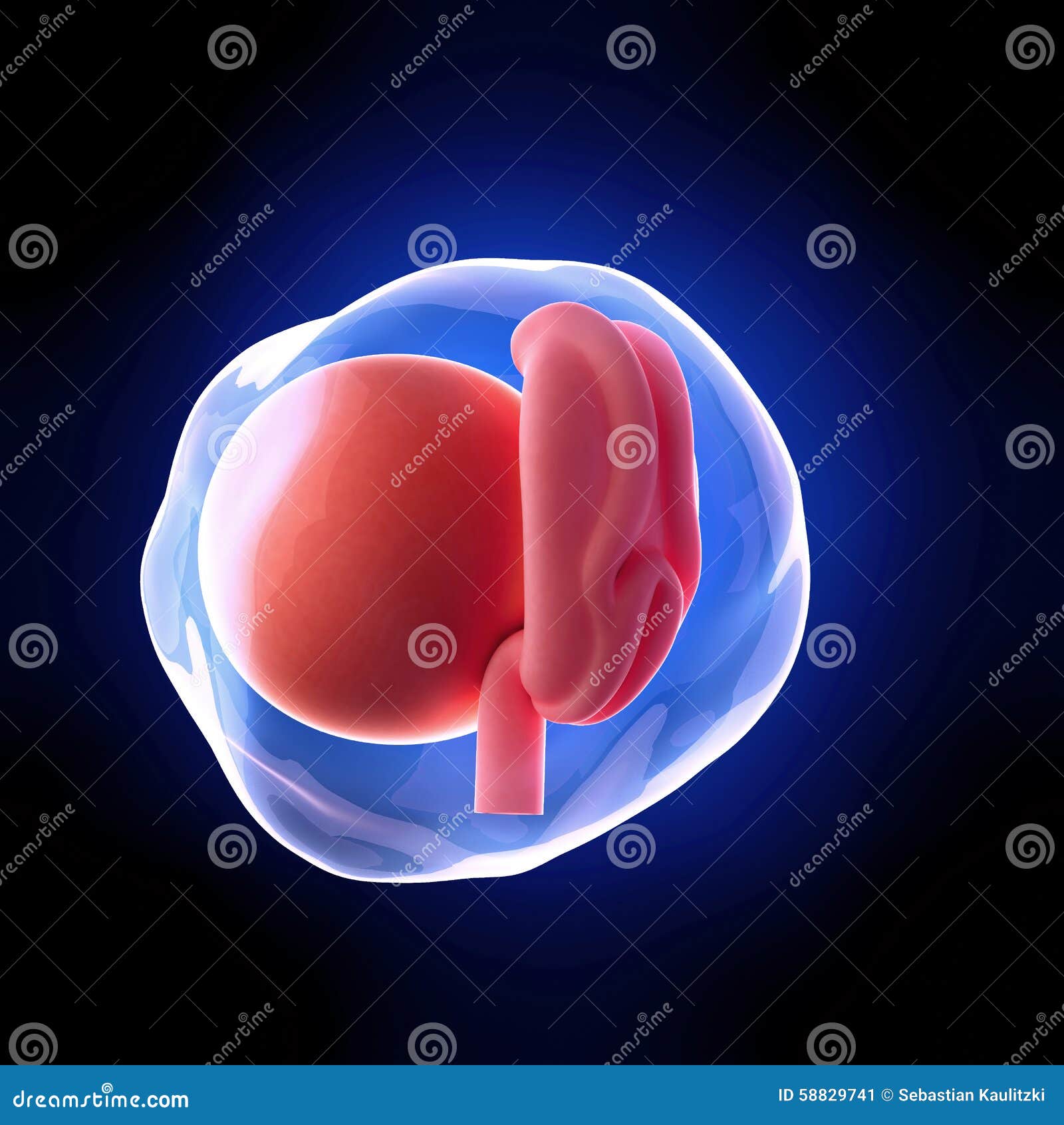Human fetus - week 4 stock illustration. Illustration of embryogenesis ...