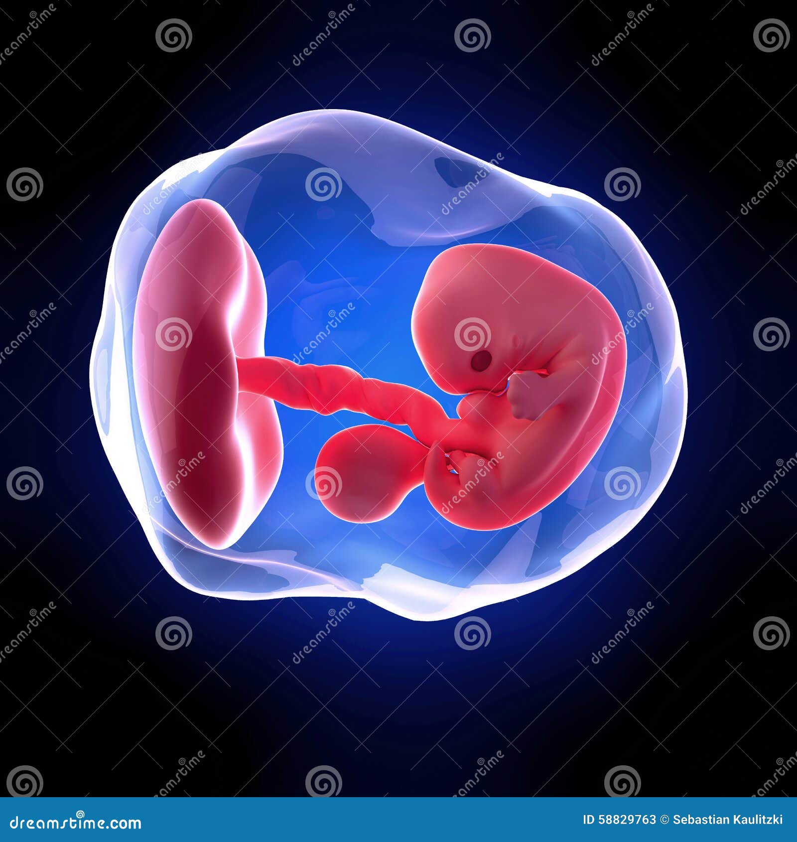 Human fetus - week 7 stock illustration. Illustration of artwork - 58829763