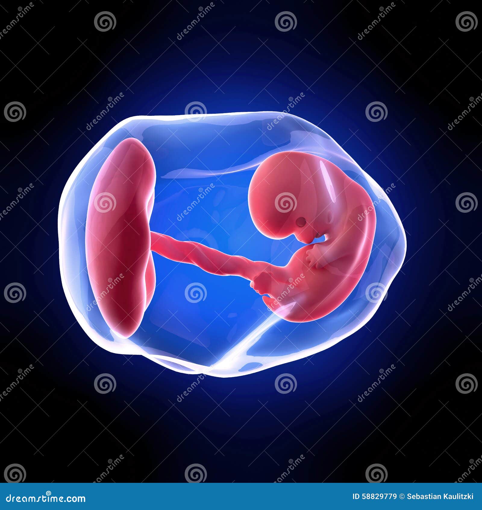 Human fetus - week 8 stock illustration. Illustration of pregnancy ...