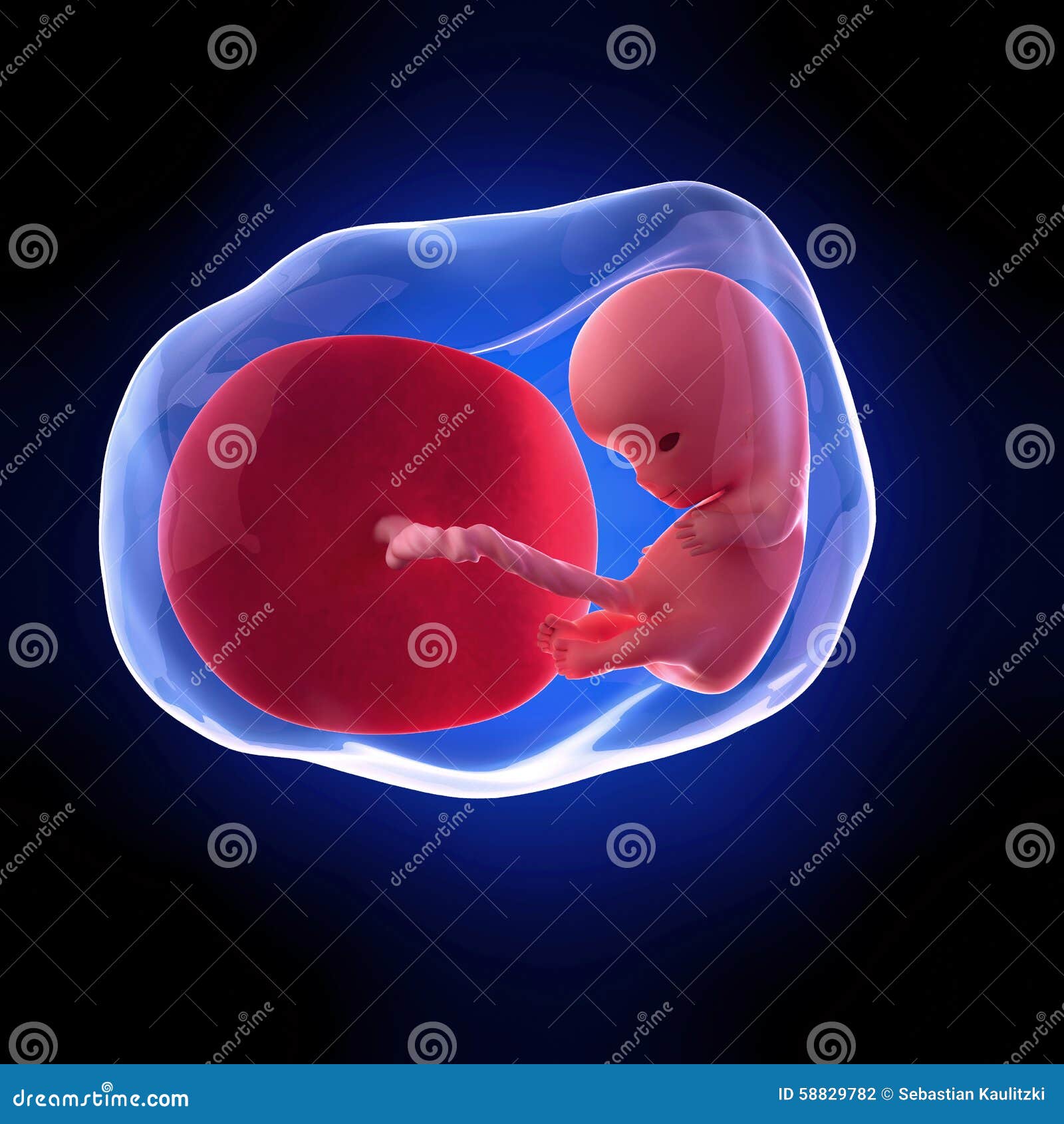 Human fetus - week 10 stock illustration. Illustration of black - 58829782