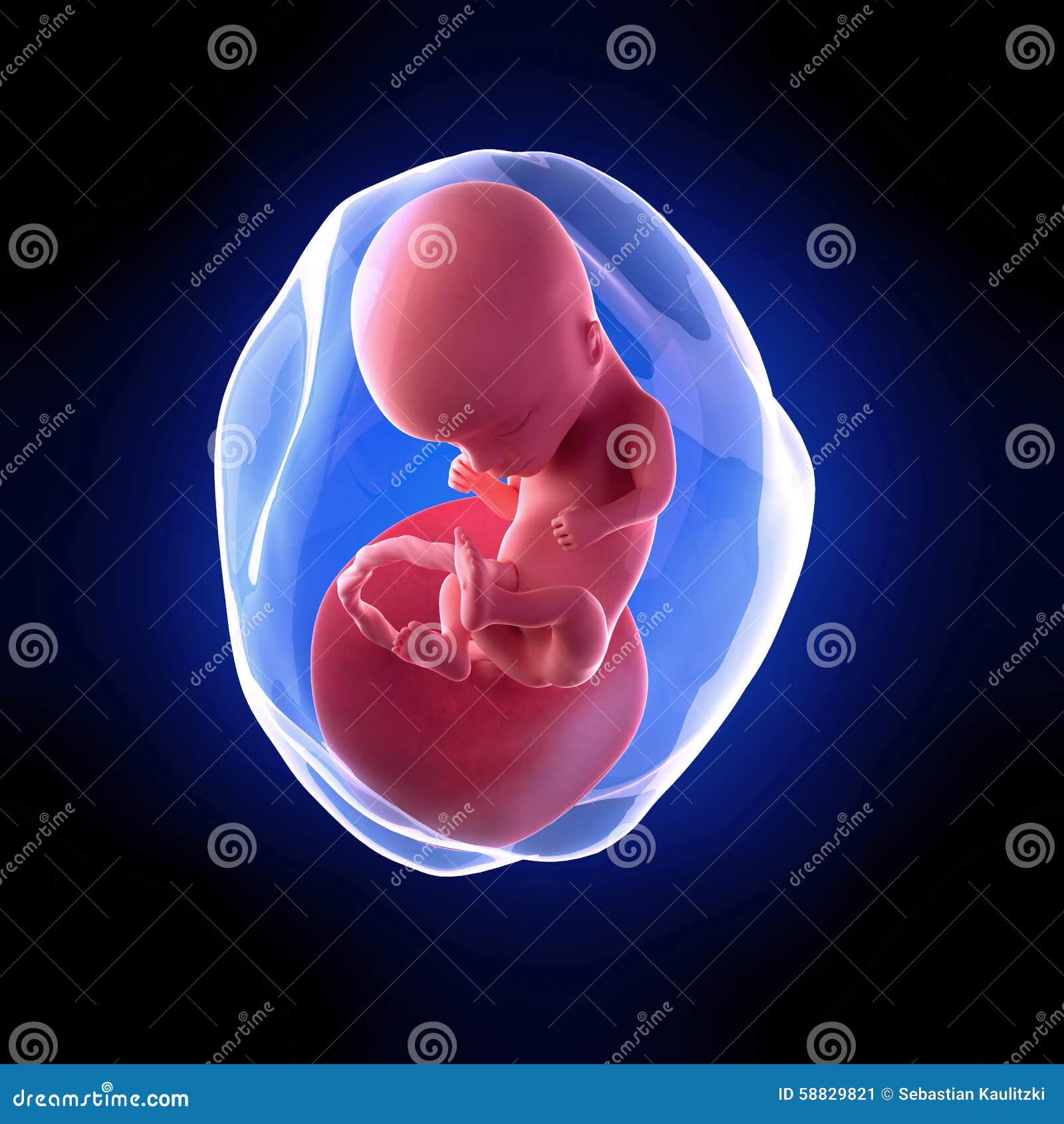 Human fetus - week 14 stock illustration. Illustration of pregnancy ...
