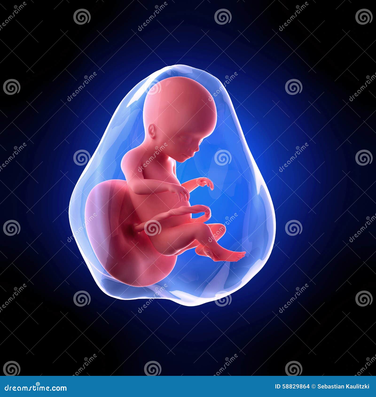 Human fetus - week 20 stock illustration. Illustration of fetal - 58829864