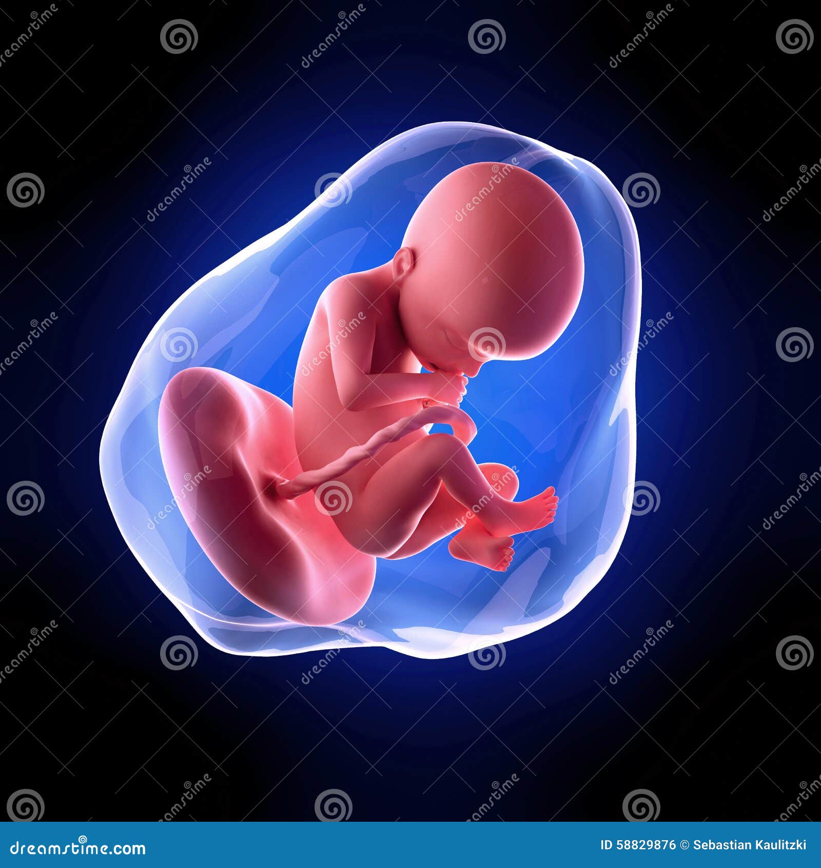 Human fetus - week 22 stock illustration. Illustration of embryogenesis ...