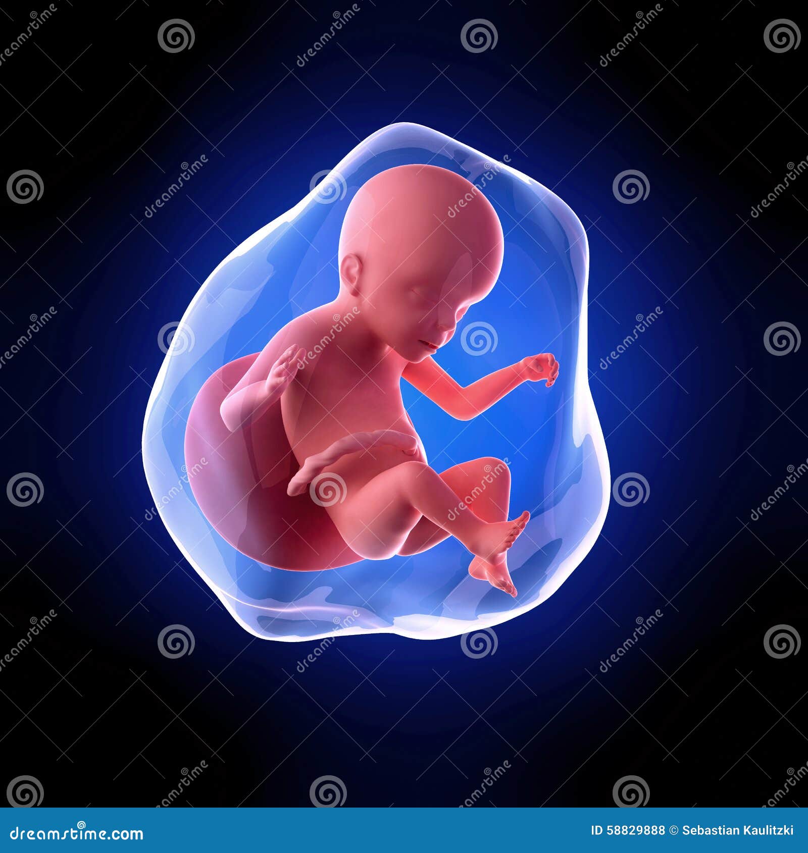 Human fetus - week 23 stock illustration. Illustration of emryonic ...