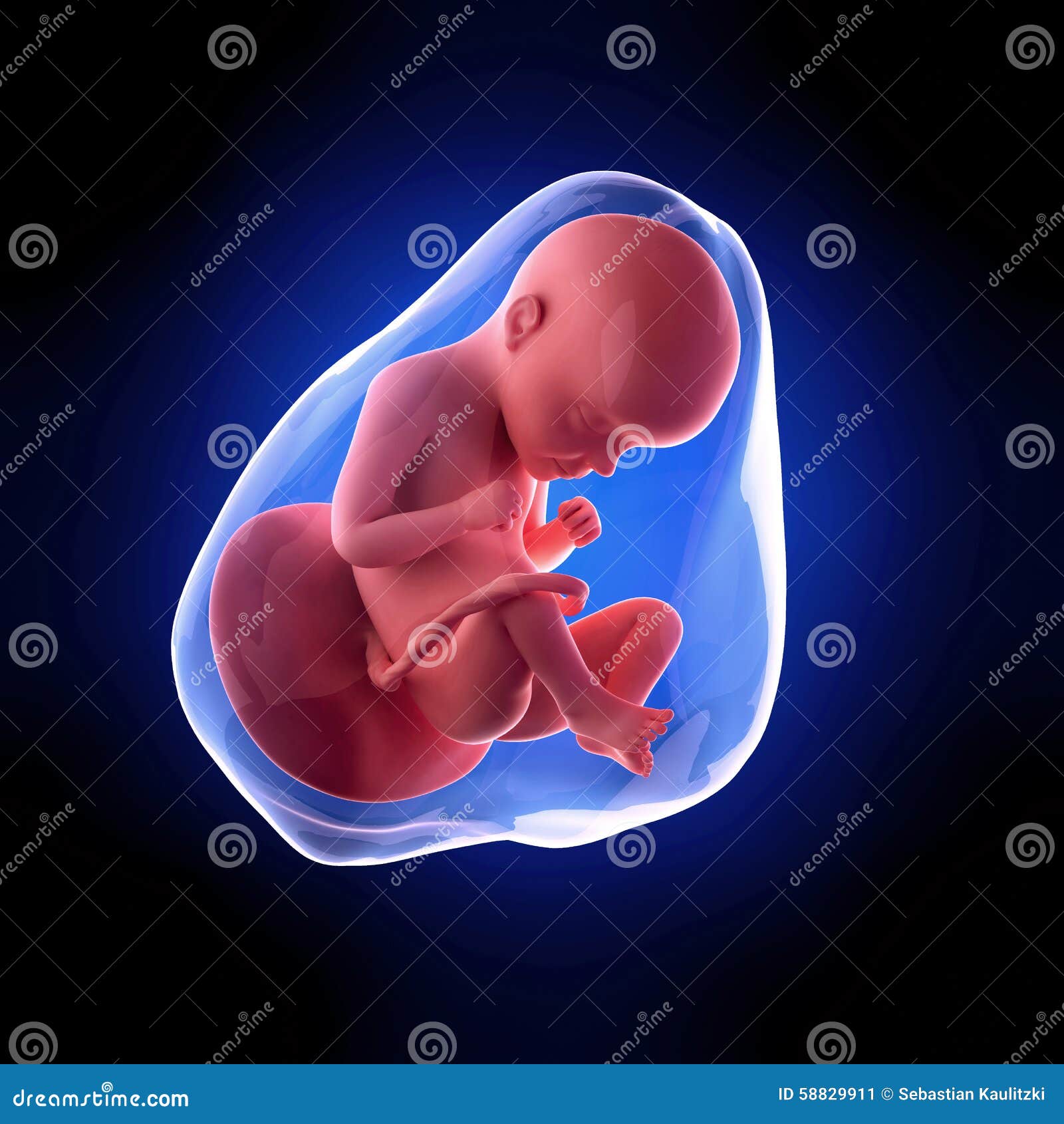Human fetus - week 29 stock illustration. Illustration of growth - 58829911