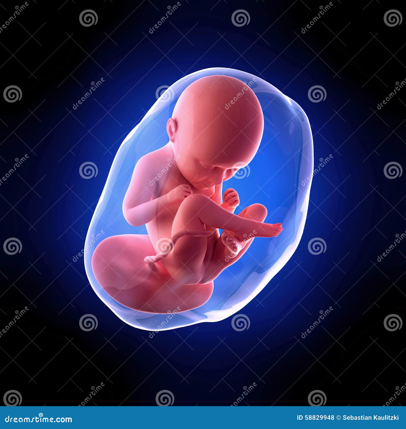 Human fetus - week, 35 stock illustration. Illustration of science ...