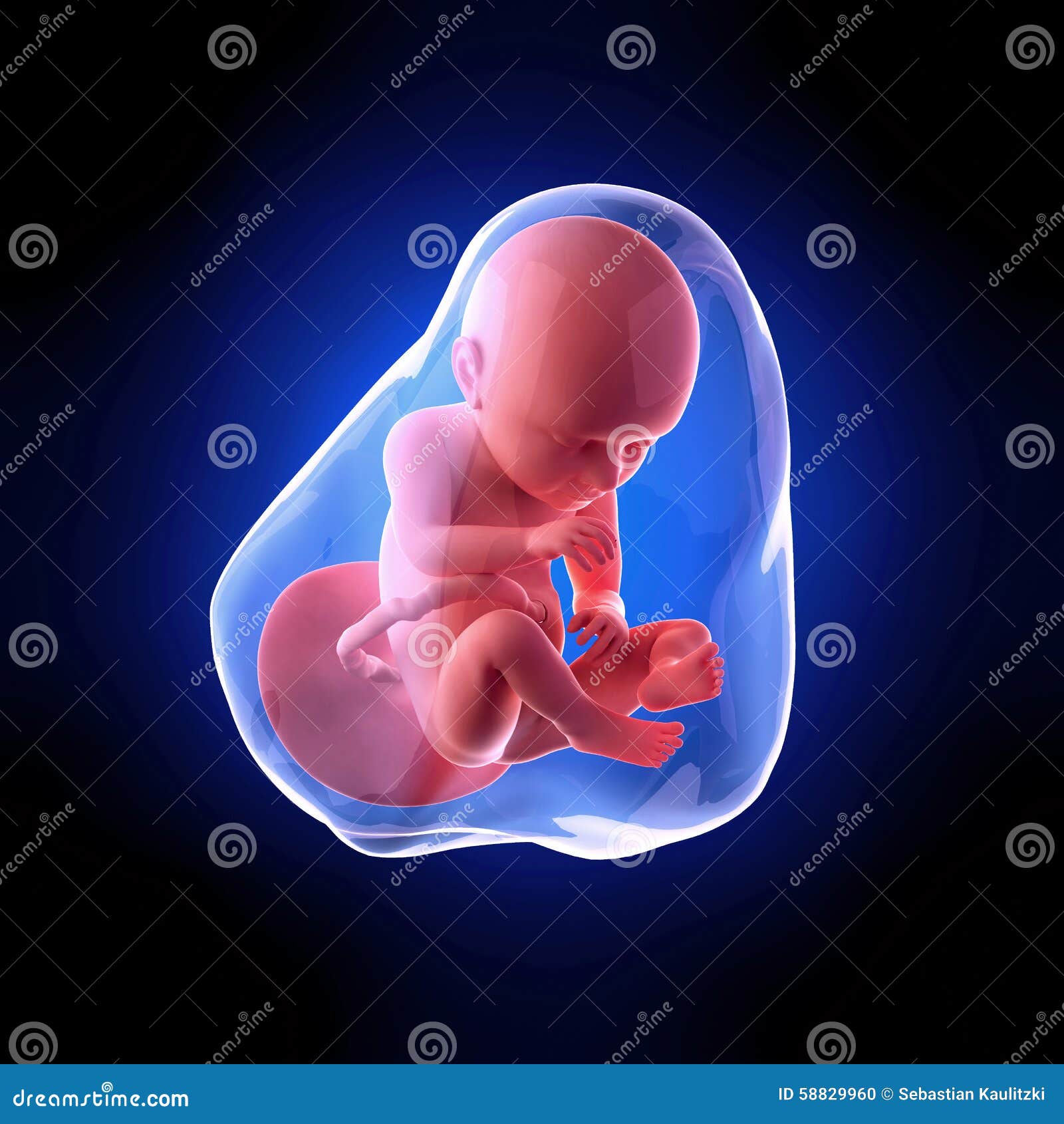 Weekly Development Human Fetus Week 37 Stock Illustrations – 11 Weekly ...