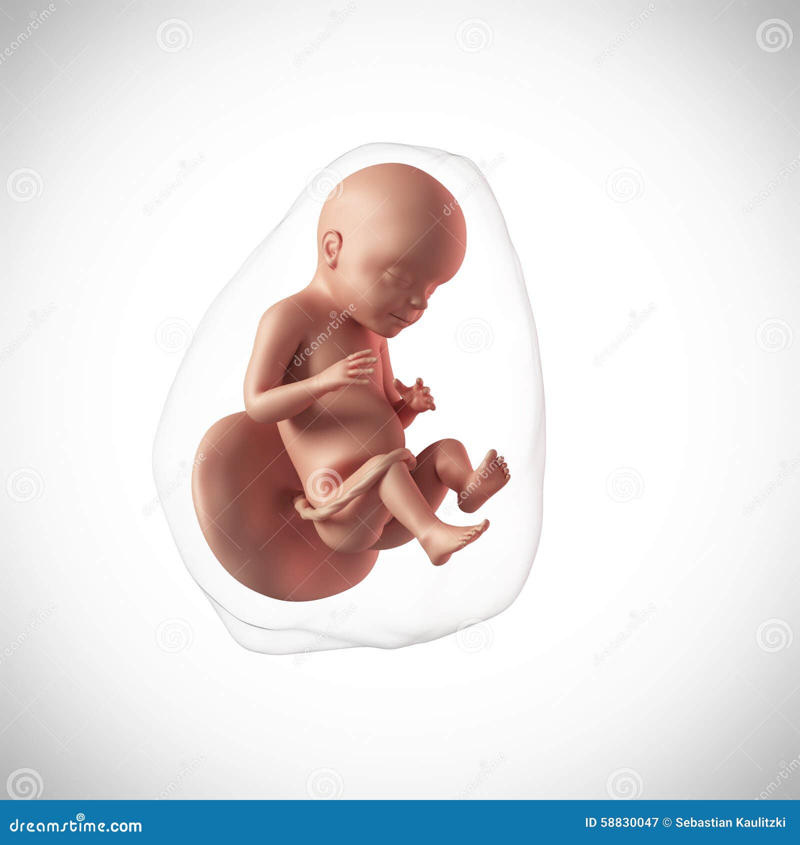 Human fetus - week 28 stock illustration. Illustration of pregnancy ...