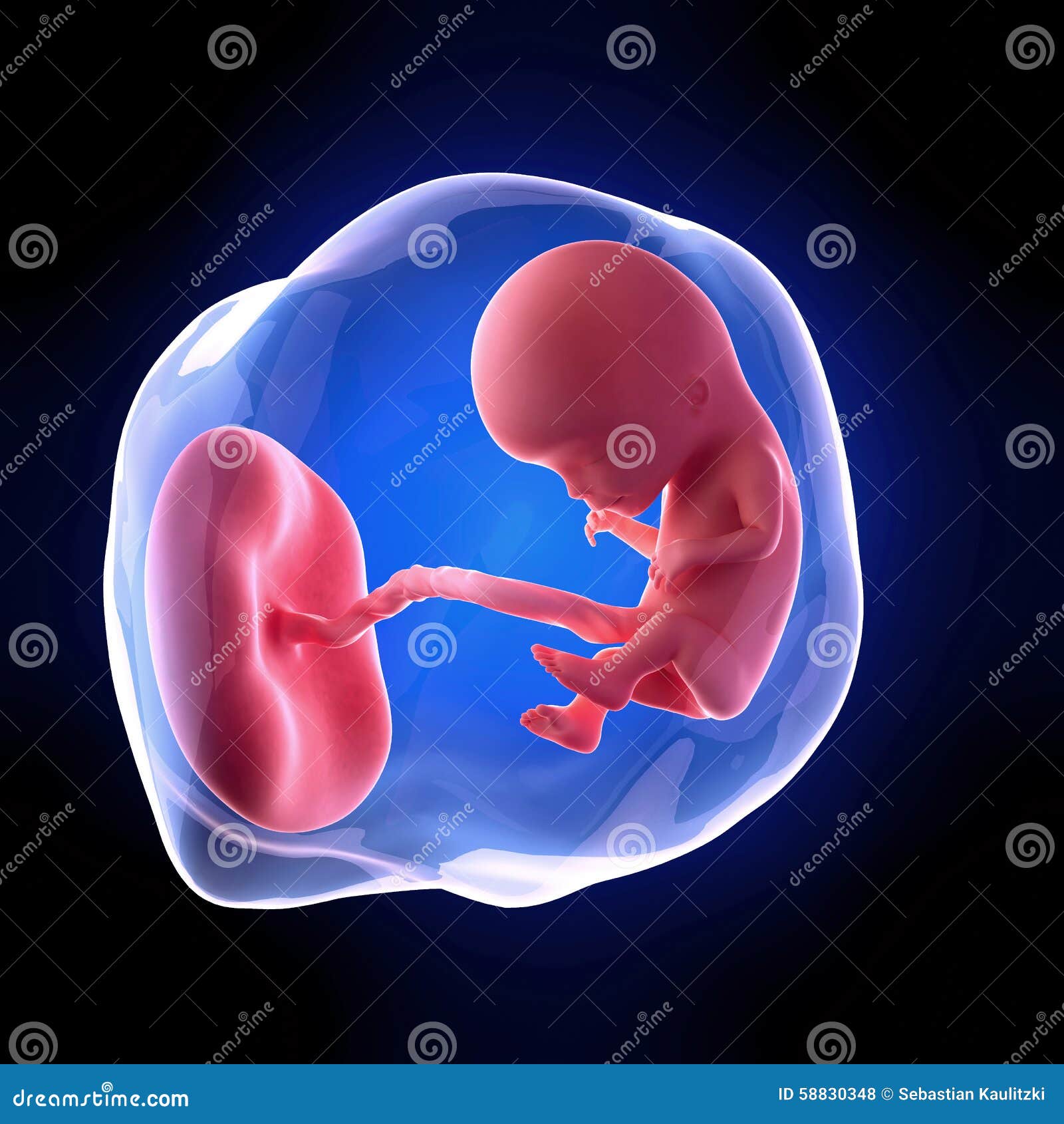 Human fetus - week 12 stock illustration. Illustration of body - 58830348