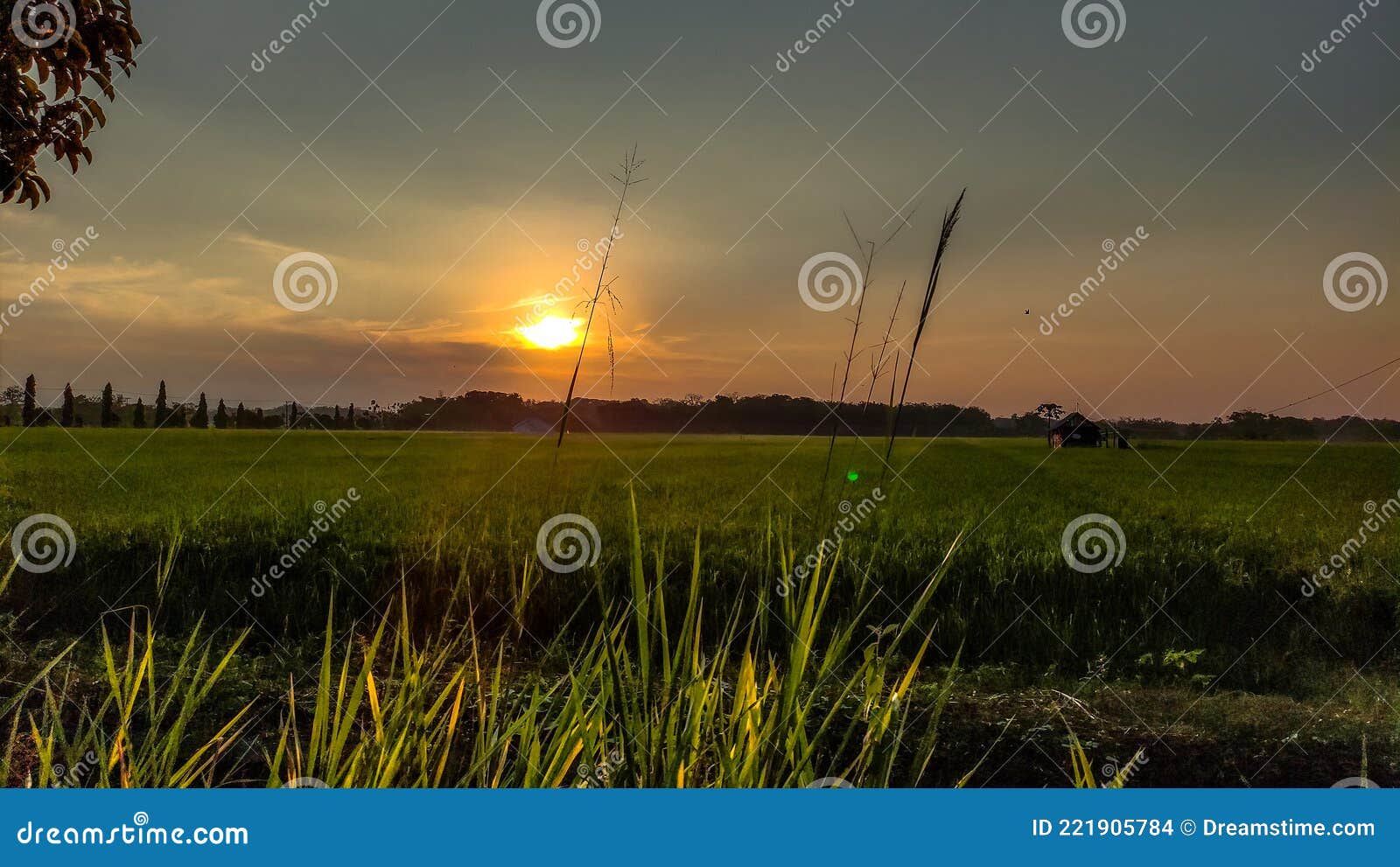 Human Field Nature Interest Human Interest Stock Photo - Image of ...