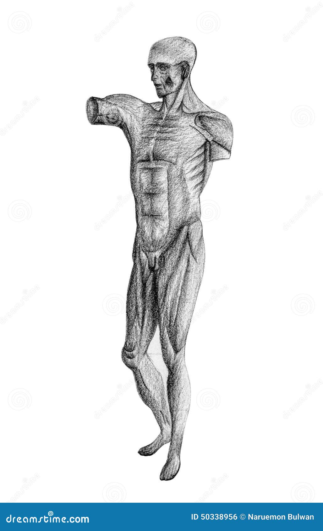 Human Figure Drawing 45 Angle Stock Illustrations – 1 Human Figure ...