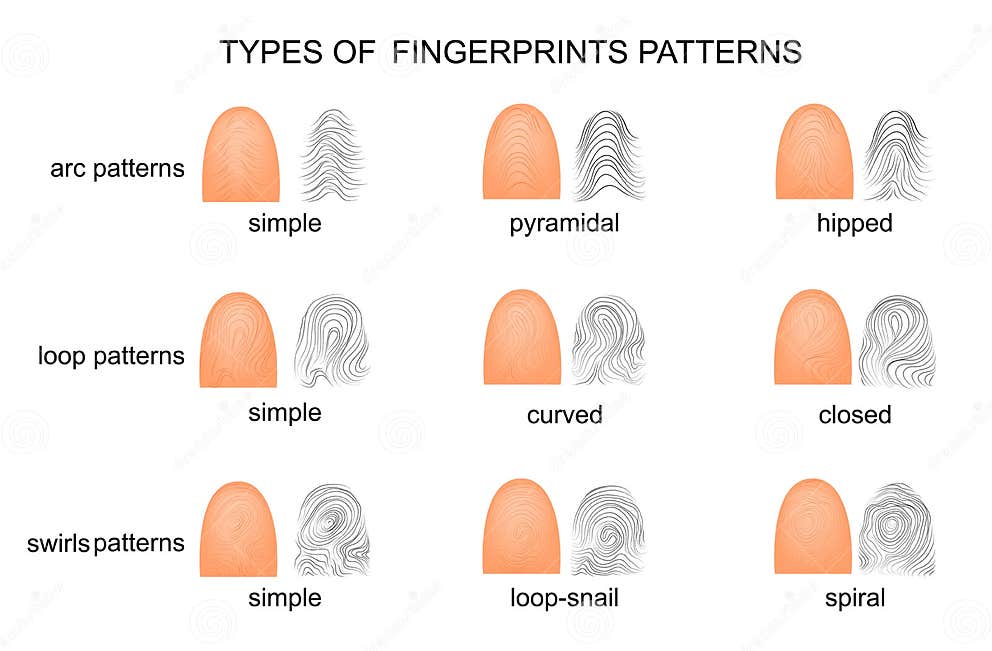 Human fingerprints stock vector. Illustration of identification - 78504209