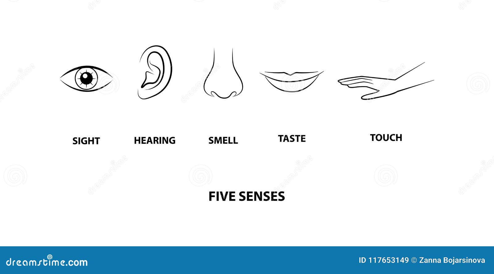 Human Five Senses, Education Concept. Stock Vector - Illustration of ...