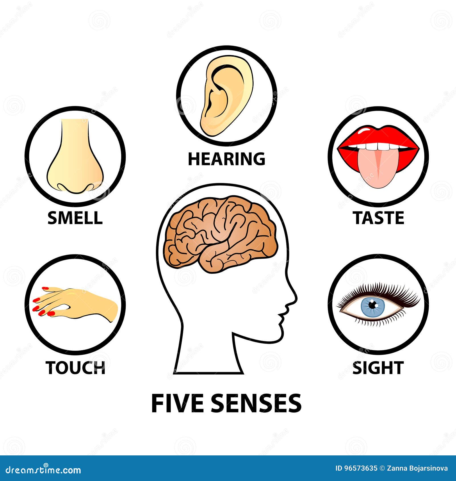Five Senses Concept Cartoon Vector | CartoonDealer.com #46668015