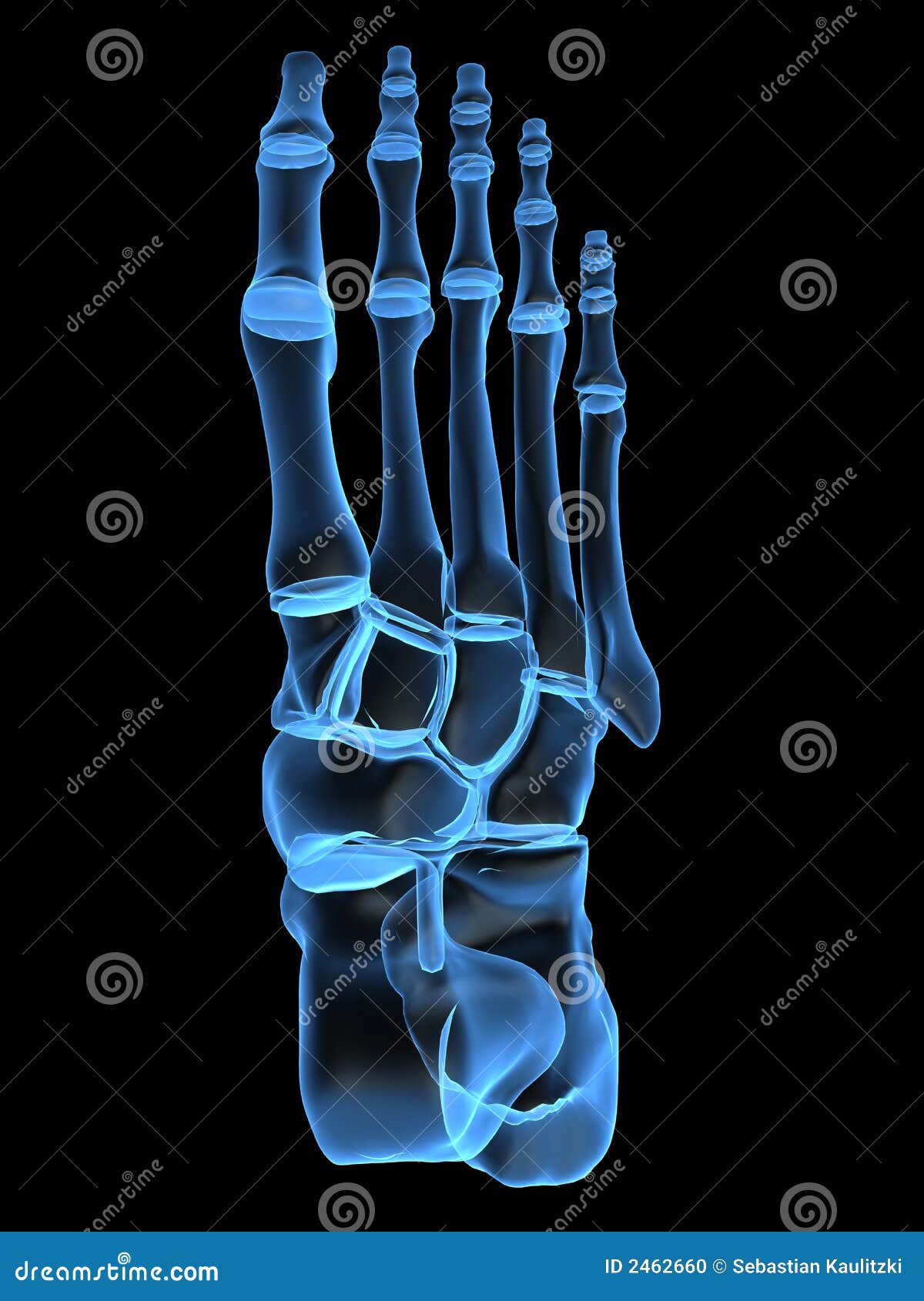 Human Foot Anatomy. Navicular Bone Of The Foot Royalty-Free ...