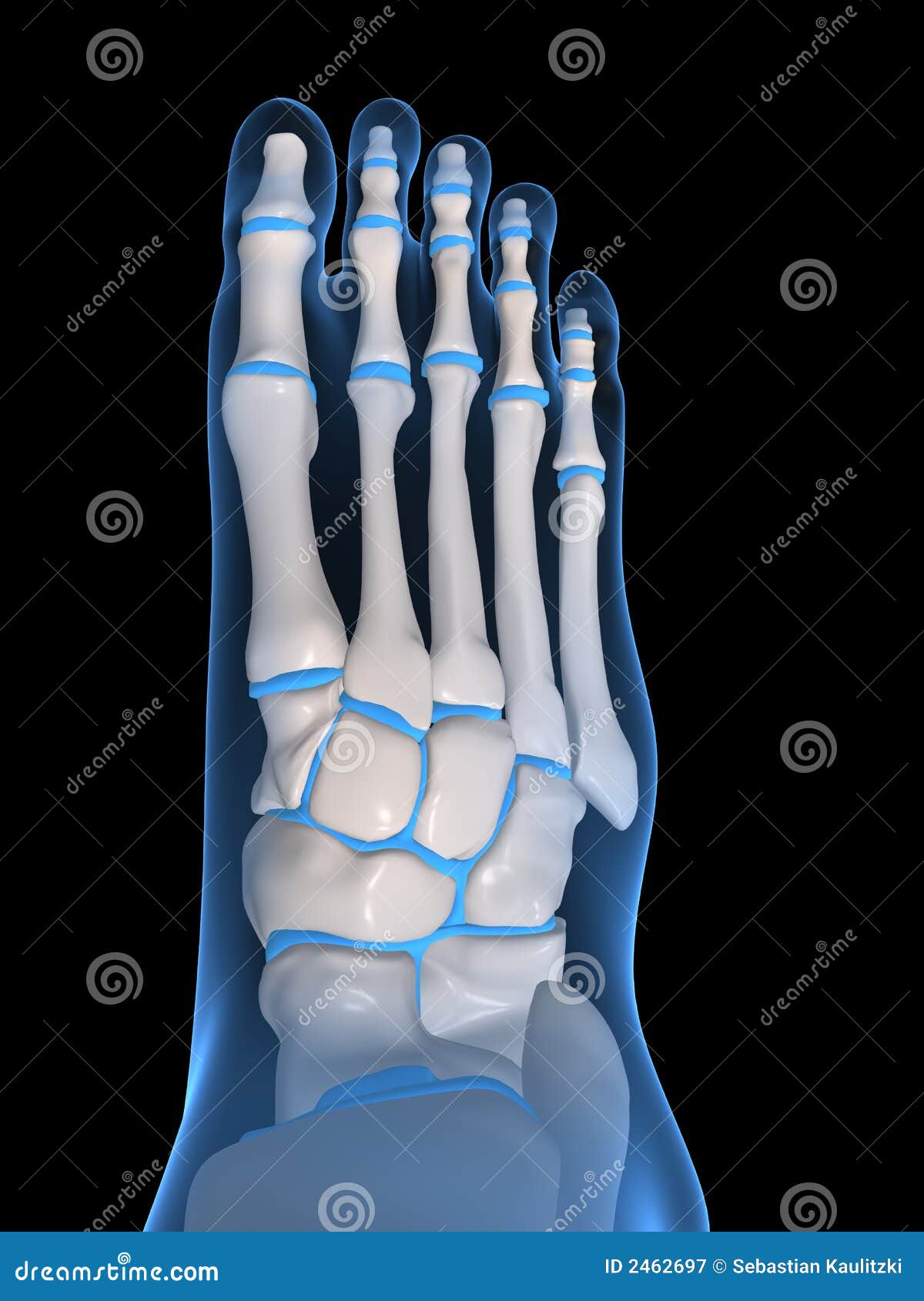 Human foot stock illustration. Illustration of anatomical - 2462697
