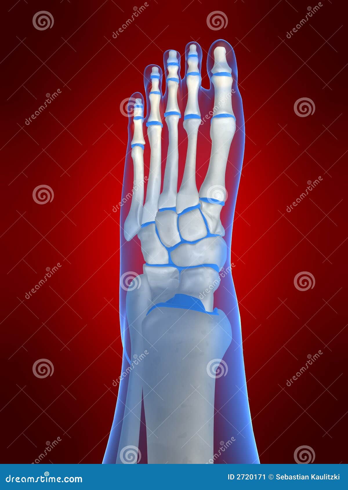 Human foot stock illustration. Illustration of skeleton - 2720171