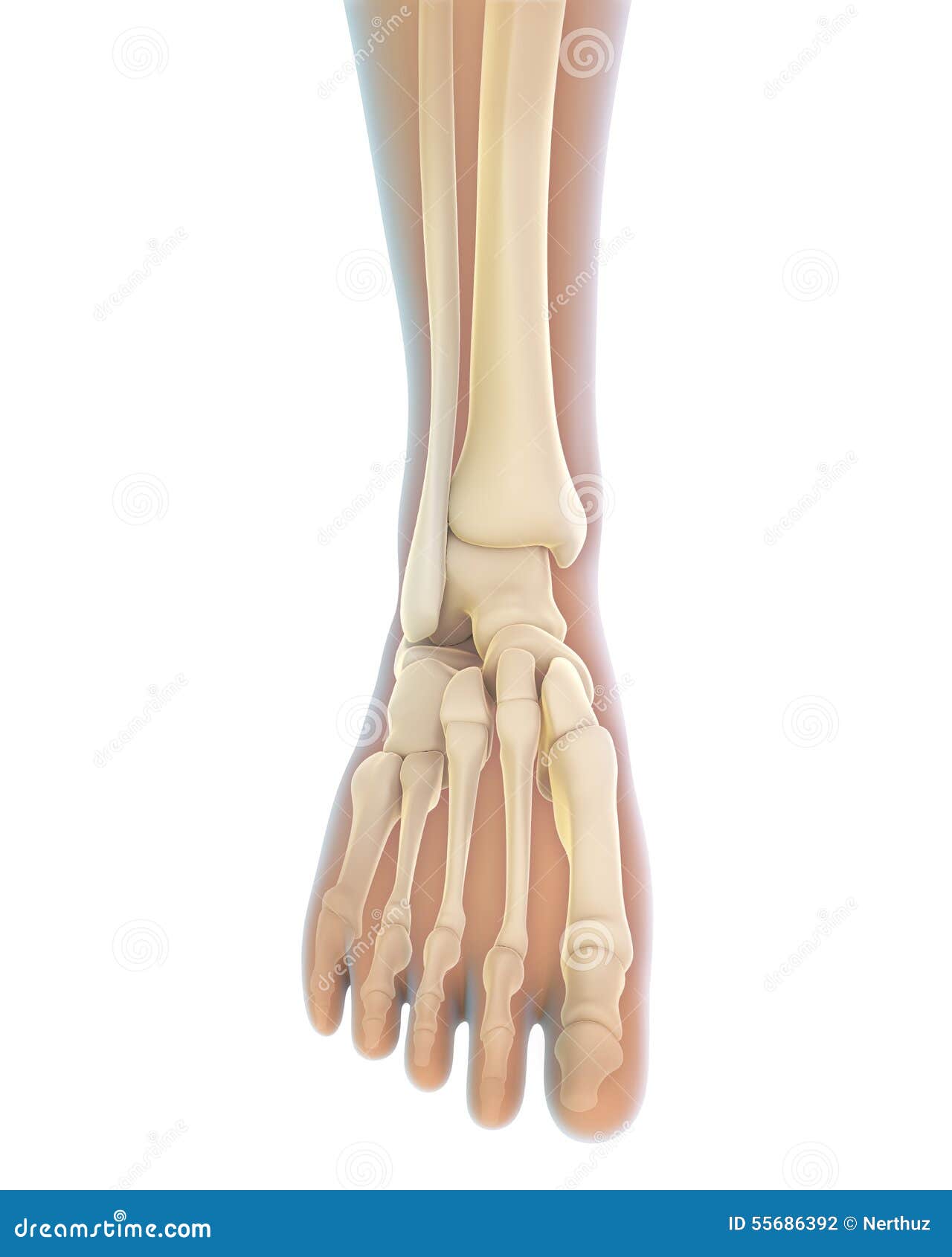 Human Foot Anatomy stock illustration. Illustration of ligament - 55686392