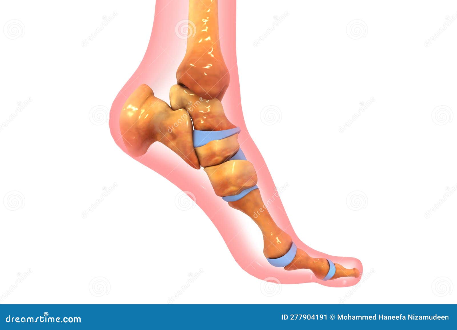 Foot And Ankle Bones Human Skeleton Back Posterior Dorsal View. Set Of ...