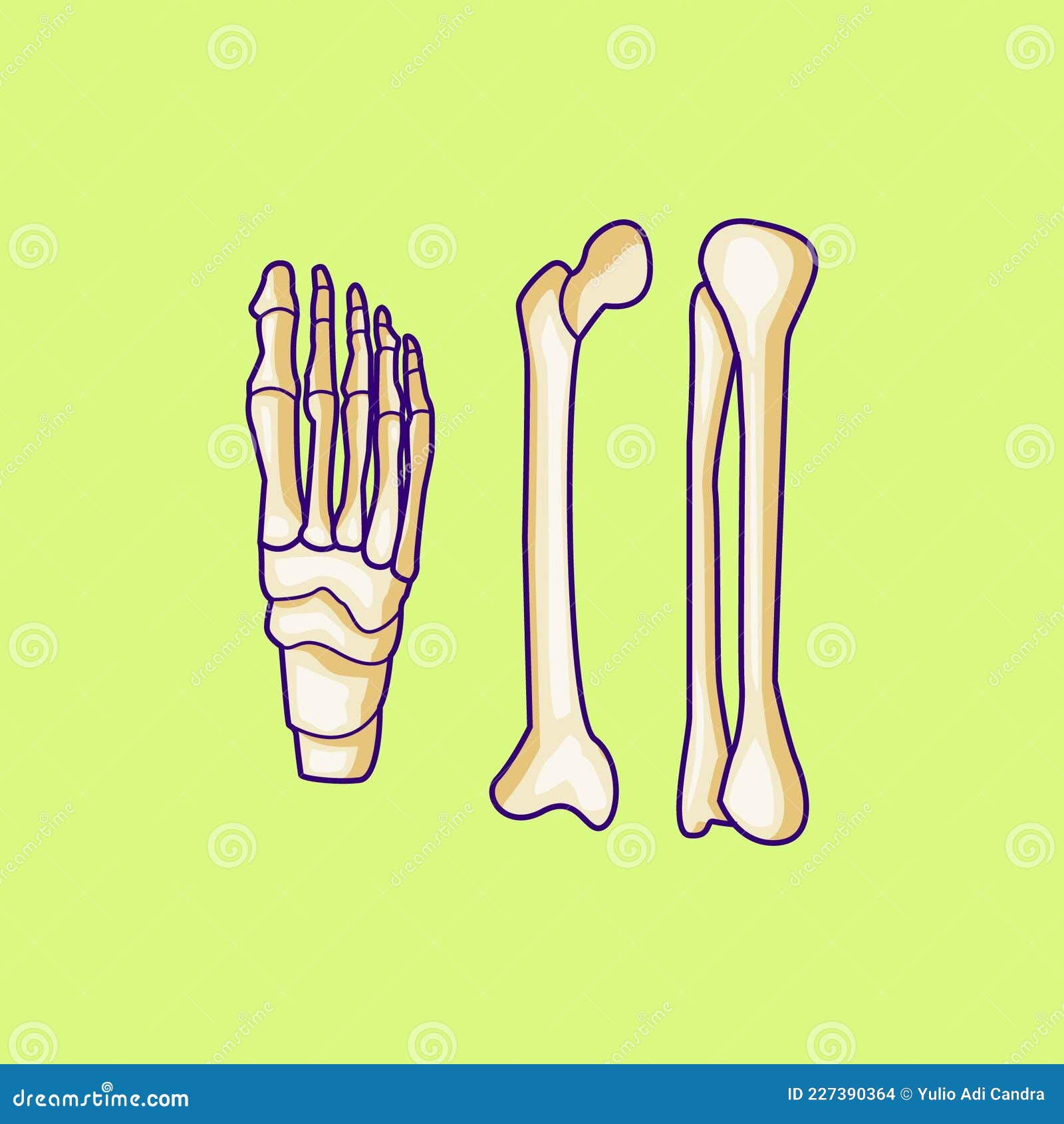 Human Foot Bone Vector Stock Illustration Isolated Design Stock Vector ...