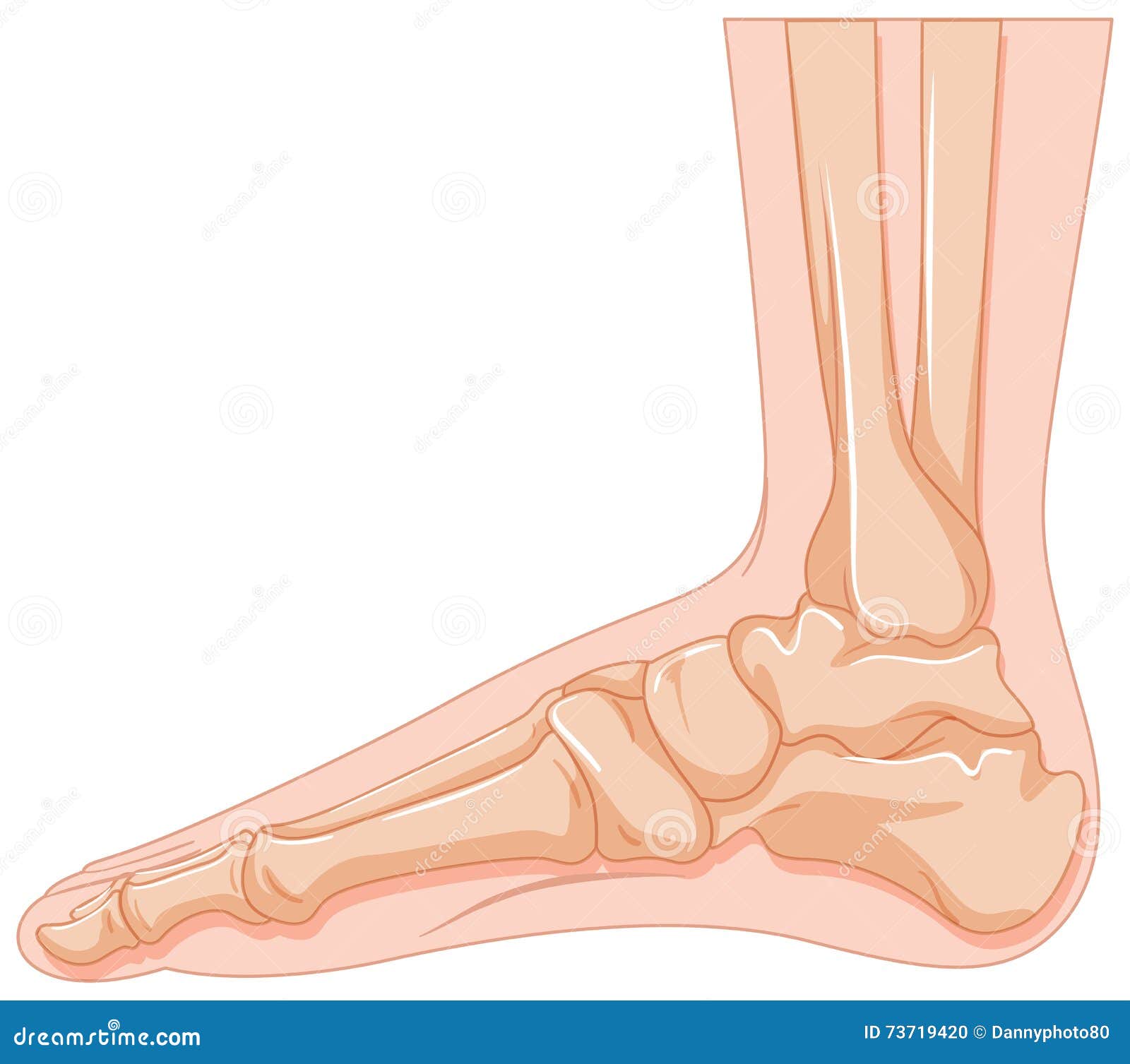 Foot Bone Anatomy Cartoon Vector | CartoonDealer.com #171275073