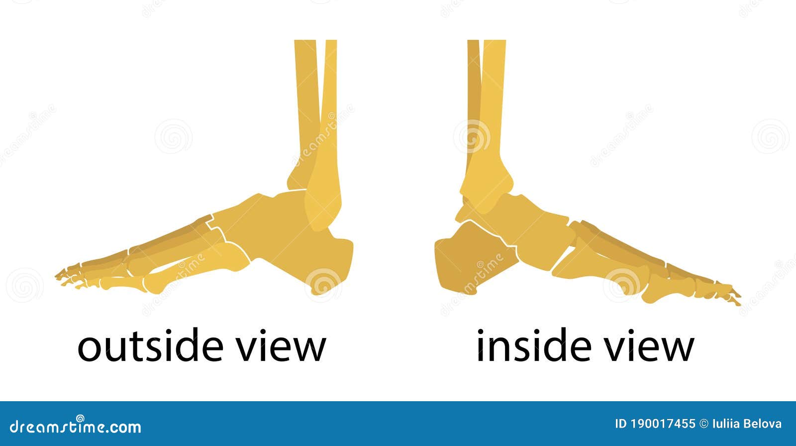 Human Foot Bones View from the Outside and Inside. Vector Illustration ...