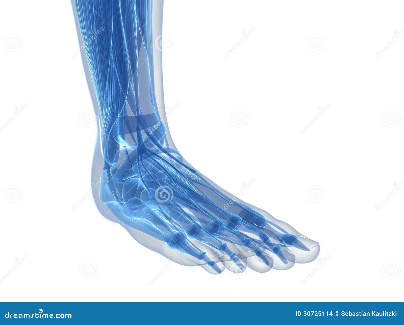 Human foot stock illustration. Illustration of human - 30725114