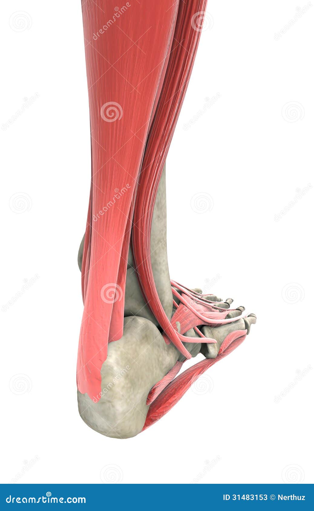 Human Foot stock illustration. Illustration of human - 31483153